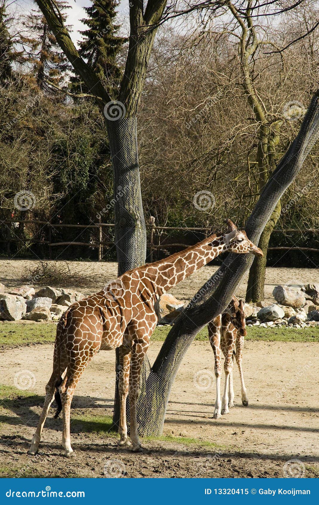 Giraf stock image. Image of african, tall, outside, giraf - 13320415