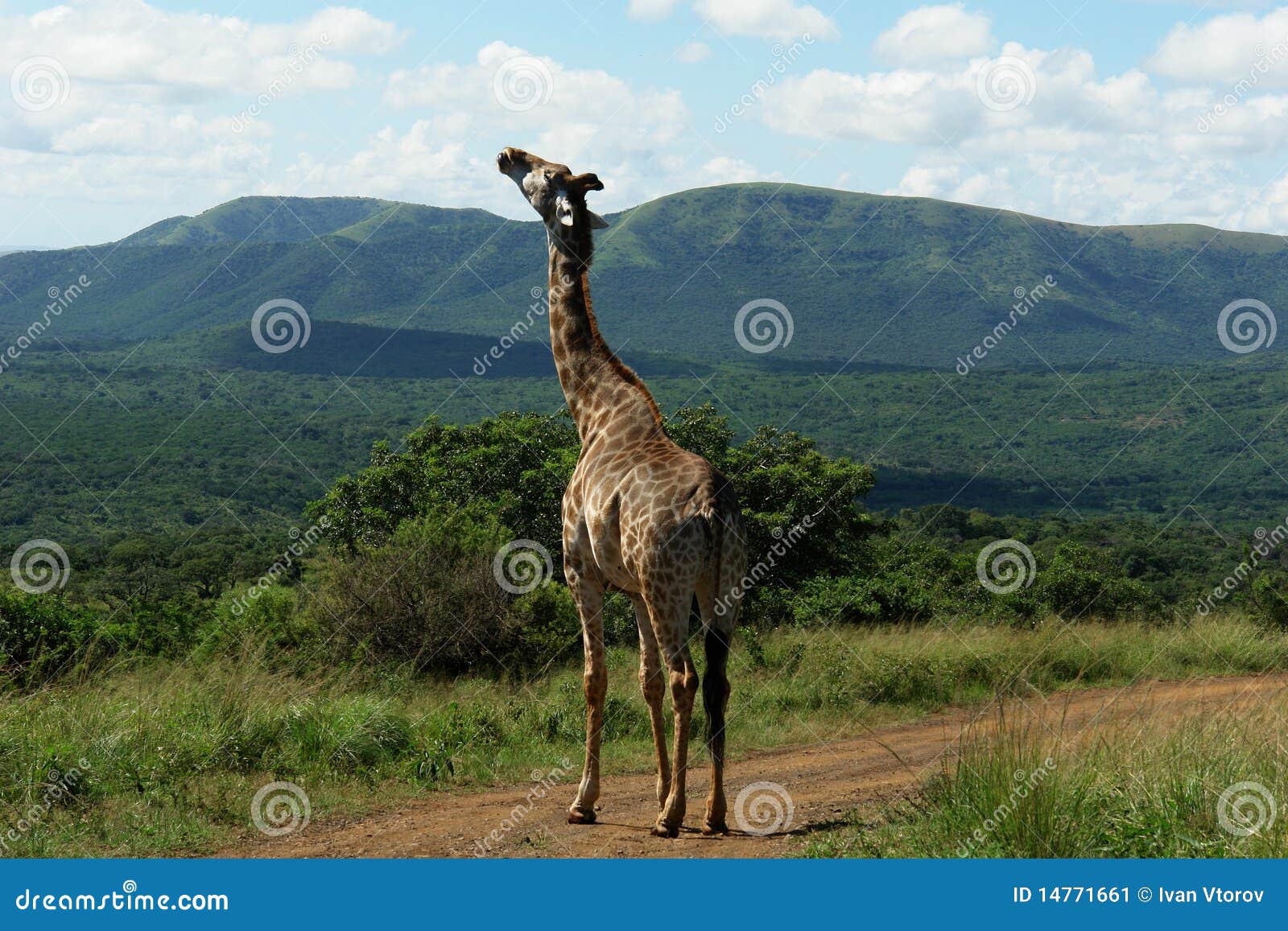 Giraf stock afbeelding. Image of tribune, één, wild, reserveren - 14771661