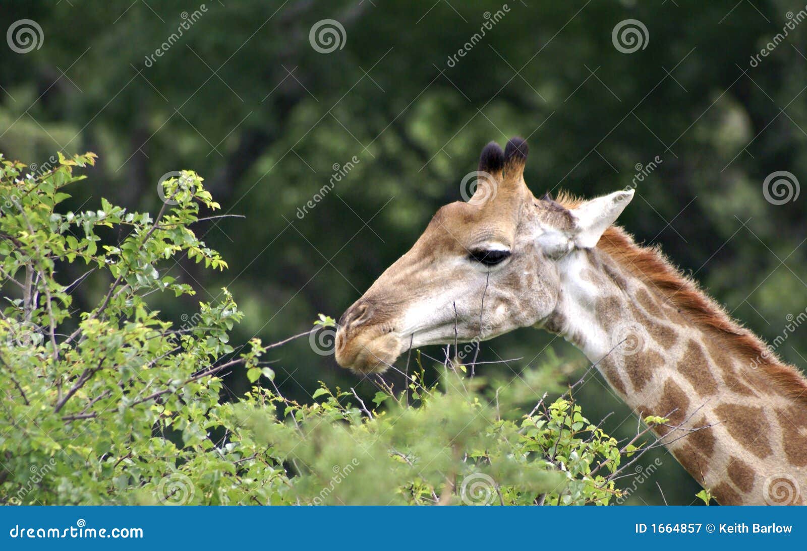 Giraf stock afbeelding. Image of afrika, wild, bomen, prooi - 1664857