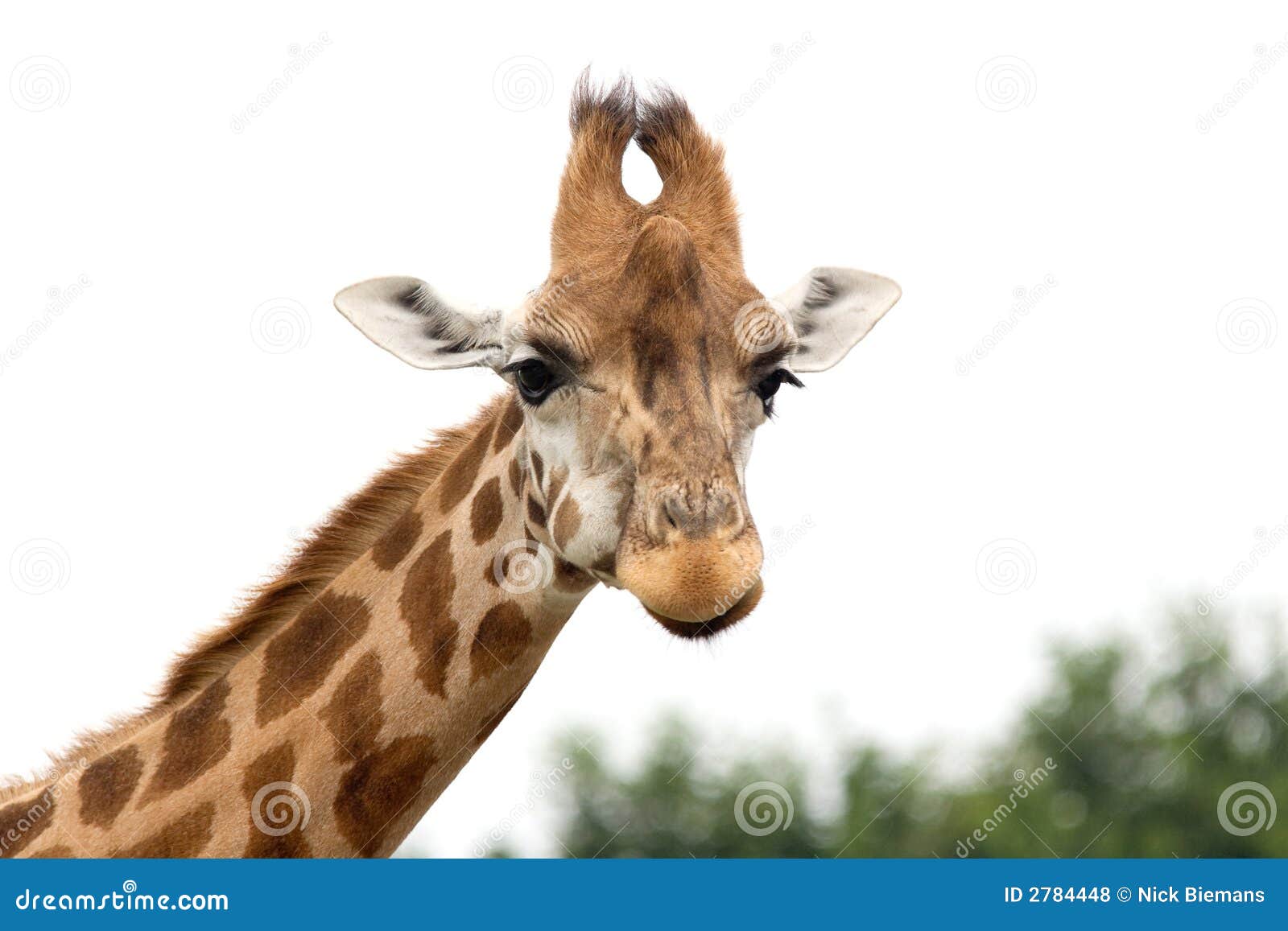 Giraf stock foto. Image of oren, afrika, savanne, snuit - 2784448