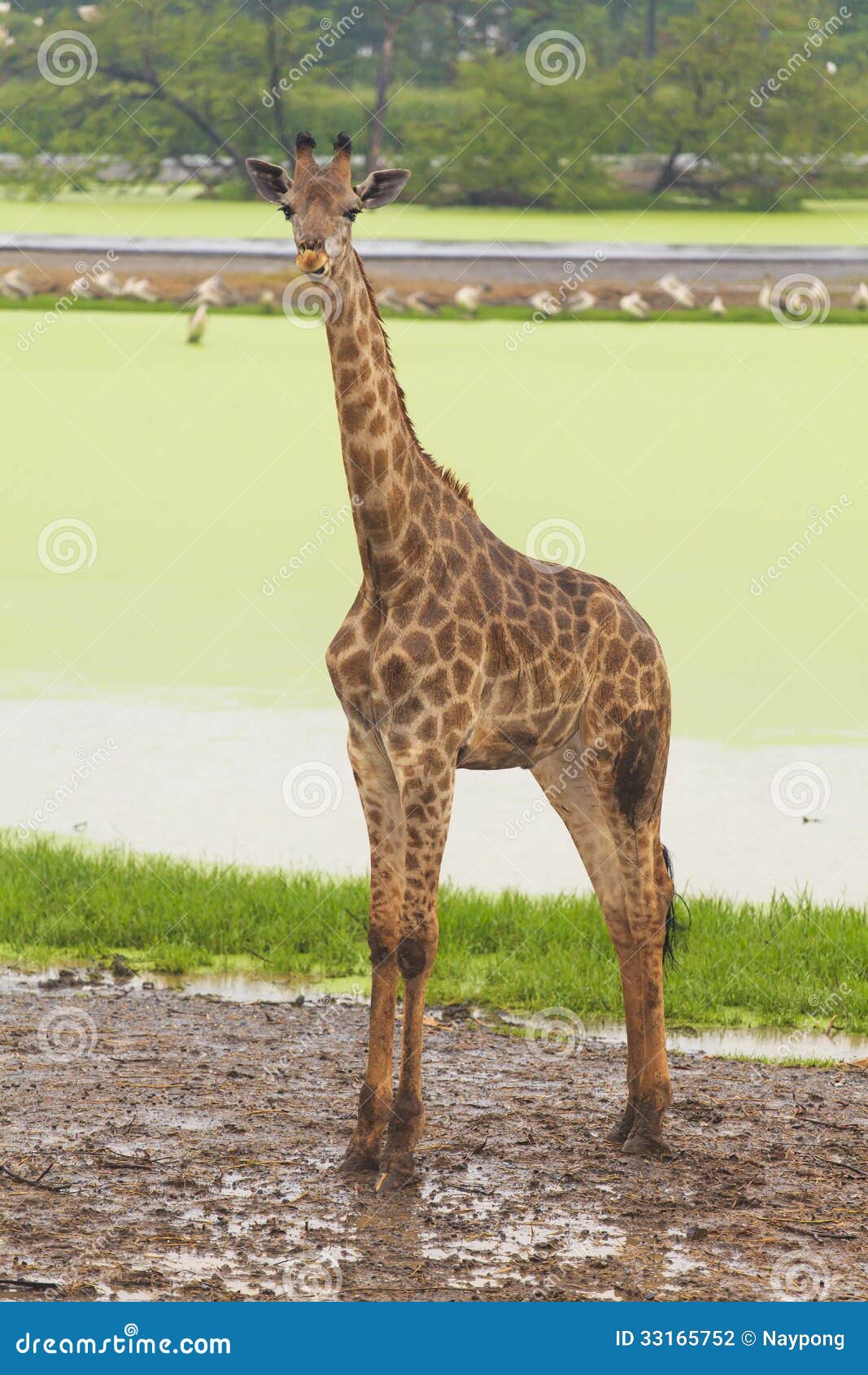 Giraf stock foto. Image of pret, gezicht, giraf, struik - 33165752