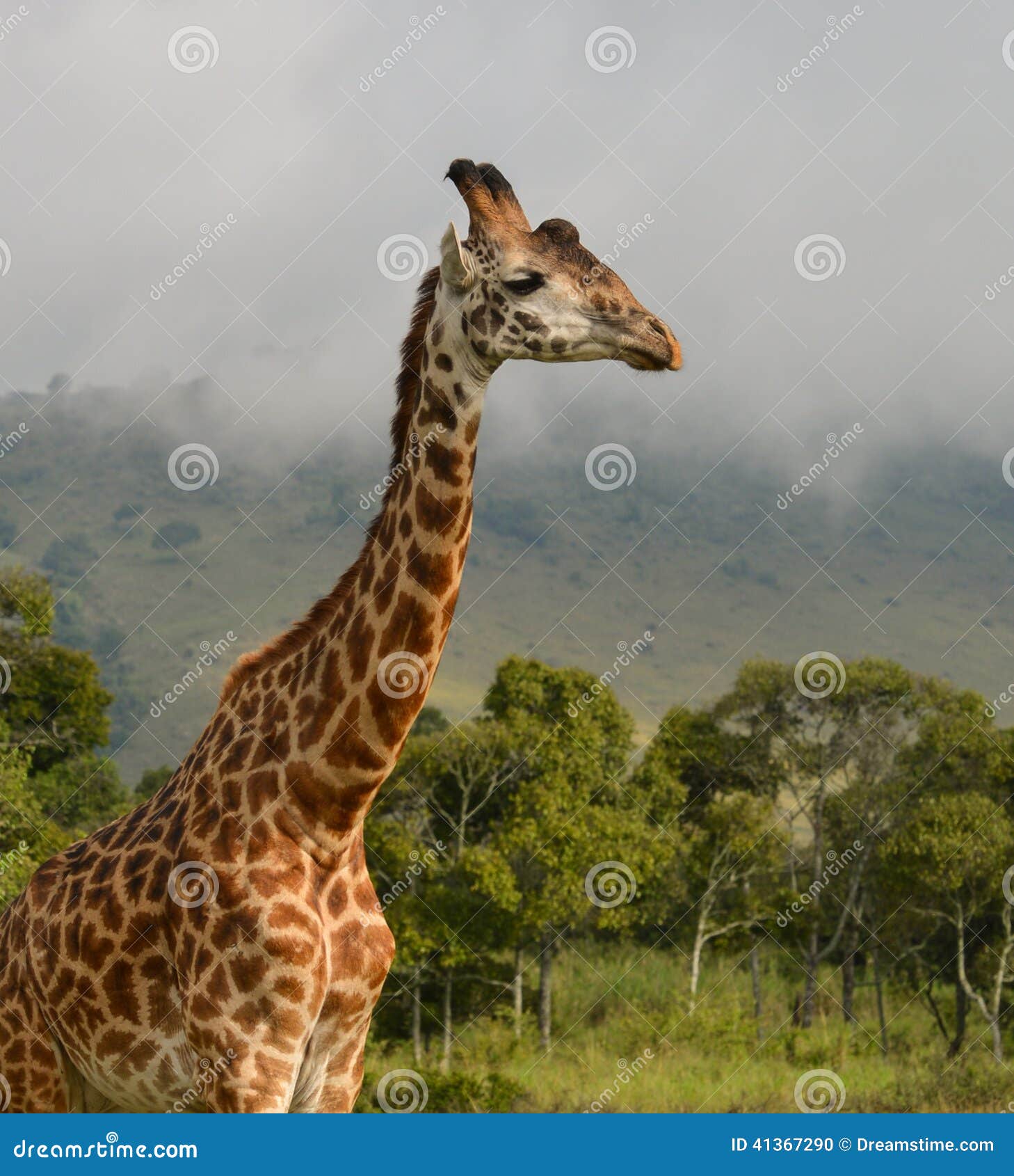 Giraf stock foto. Image of vliegen, lang, wolk, basing - 41367290