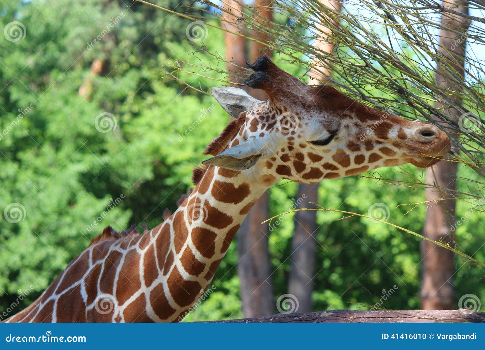 Giraf stock foto. Image of safari, duidelijk, hoorn, groot - 41416010