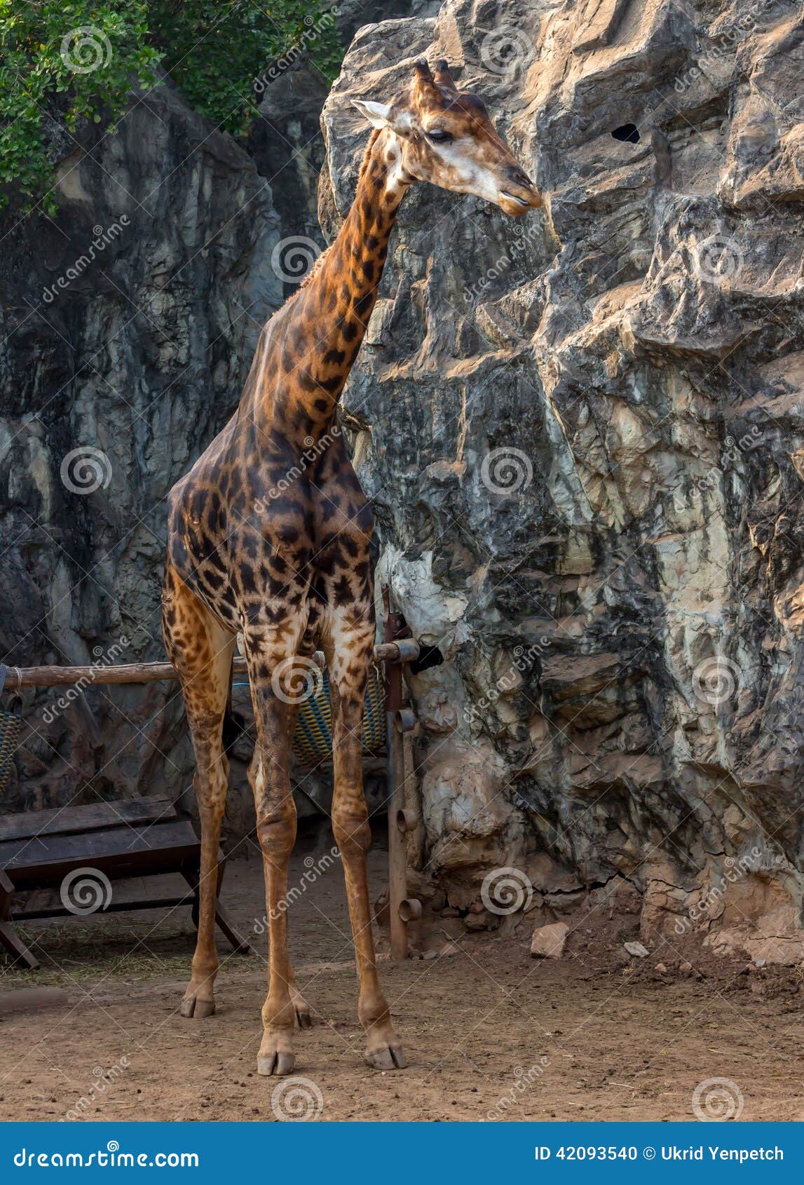 Giraf stock foto. Image of reserveren, openlucht, behoud - 42093540