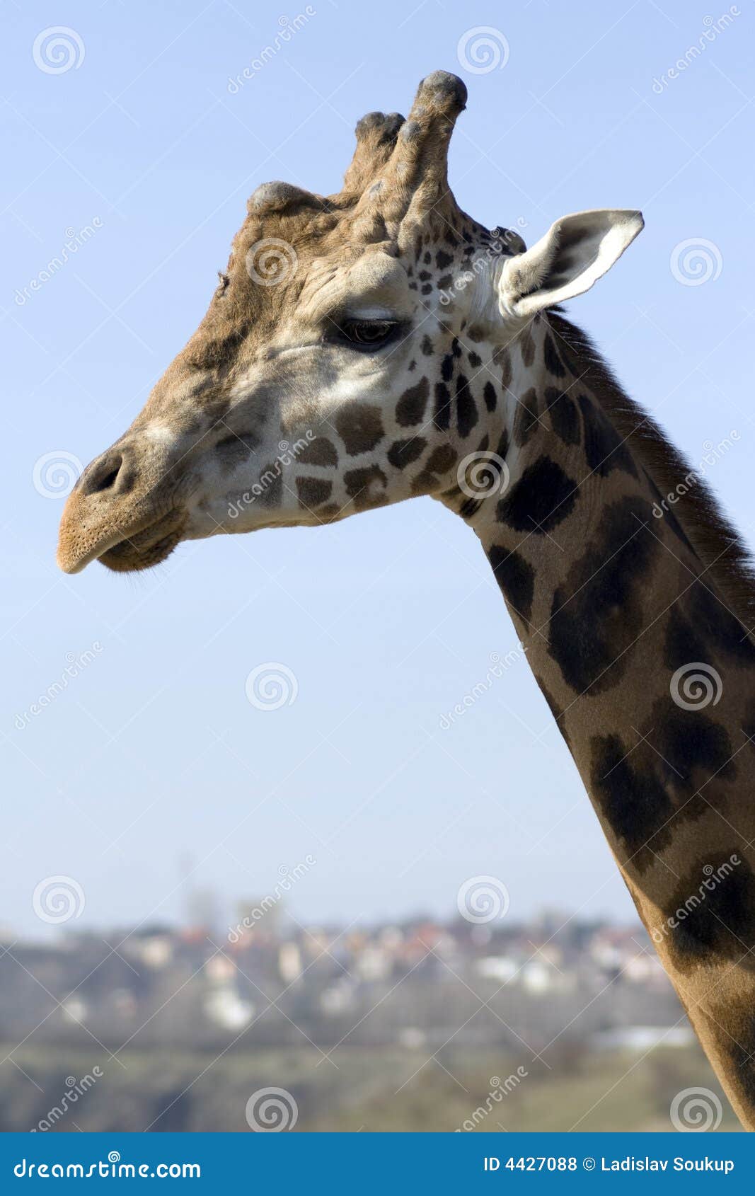 Giraf stock foto. Image of zoogdier, genaturaliseerd, hemel - 4427088