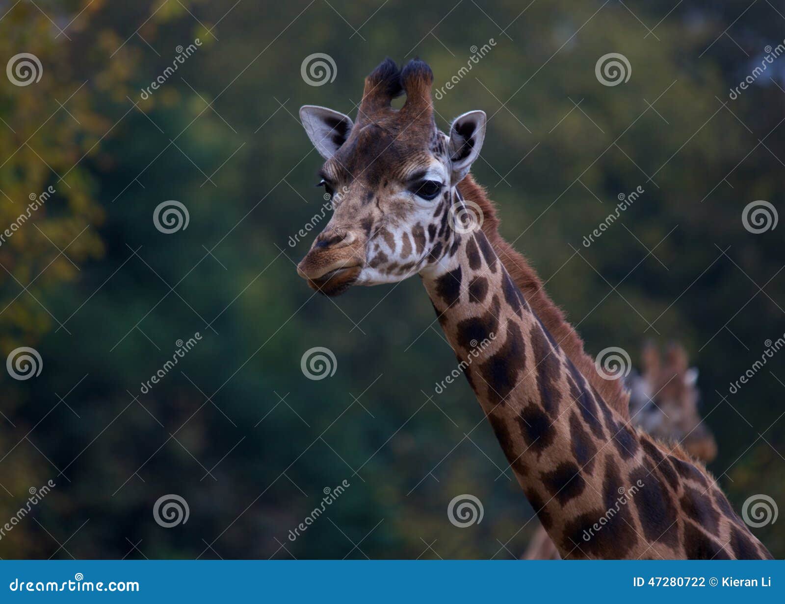Giraf stock foto. Image of likken, camelopardalis, vrolijk - 47280722