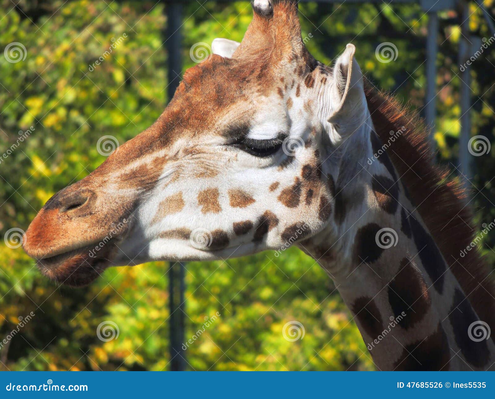 Giraf stock foto. Image of zoogdier, gespleten, afrika - 47685526