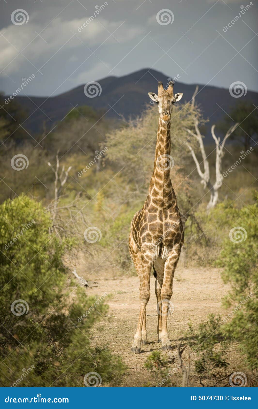 Giraf stock foto. Image of wild, afrika, genaturaliseerd - 6074730