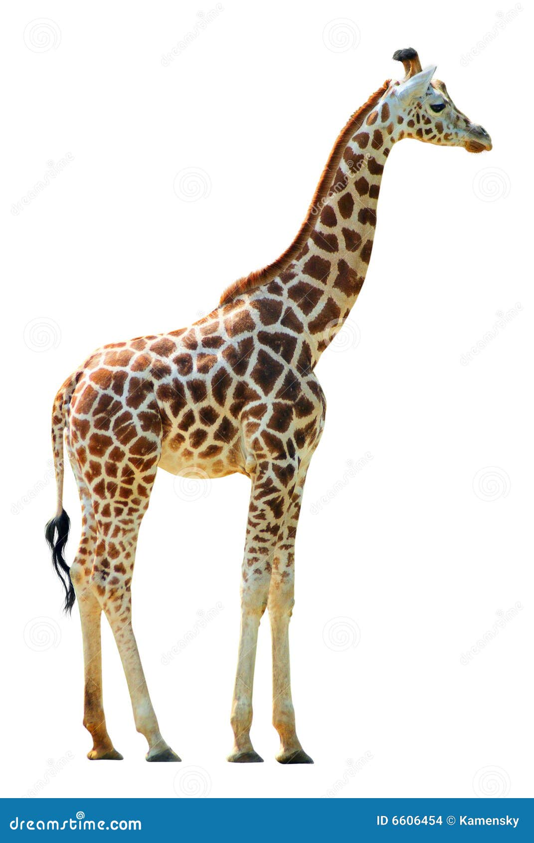 Giraf stock foto. Image of dieren, mond, safari, nave - 6606454