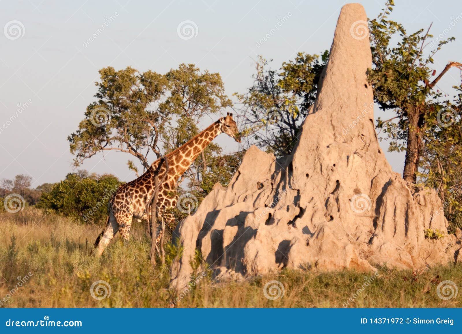 Giraf Door Een Hoop Van De Termiet Stock Foto - Image of insect, delta ...