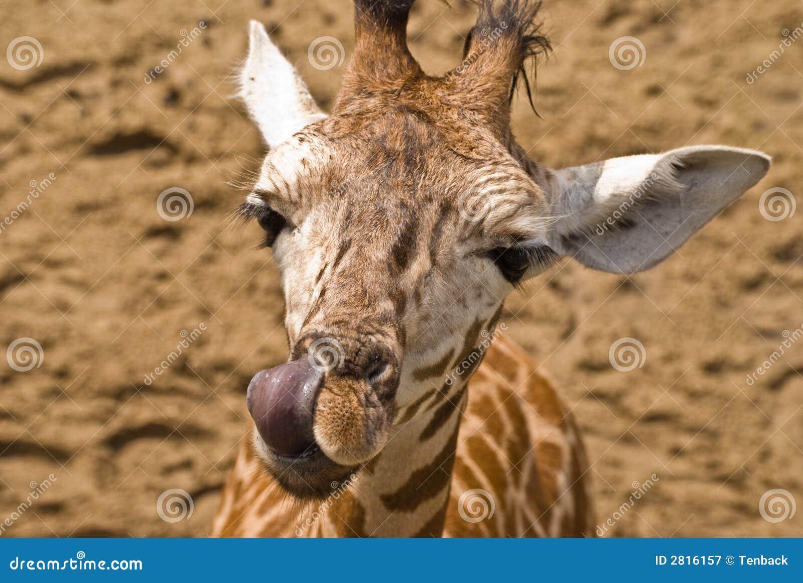 Giraf en tong stock afbeelding. Image of nave, dier, lang - 2816157