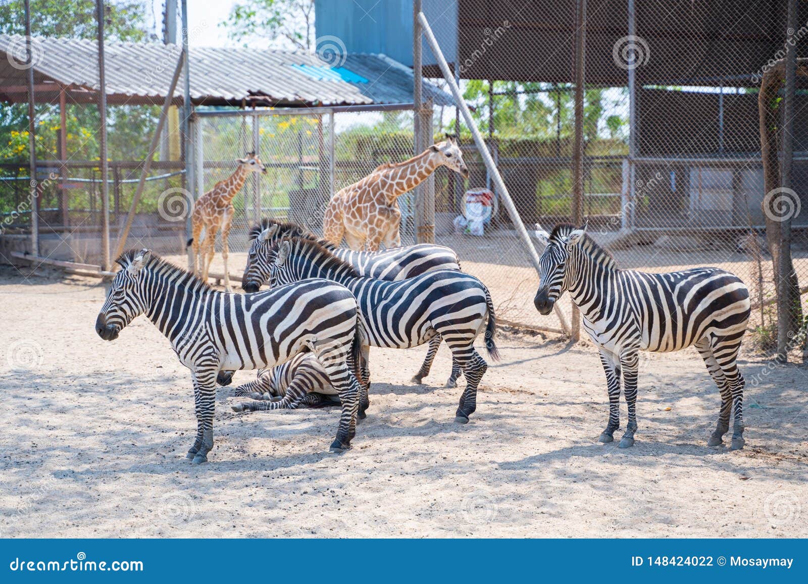 Giraf En Zebra Bij Safaripark Stock Foto - Image of pret, ervaring ...