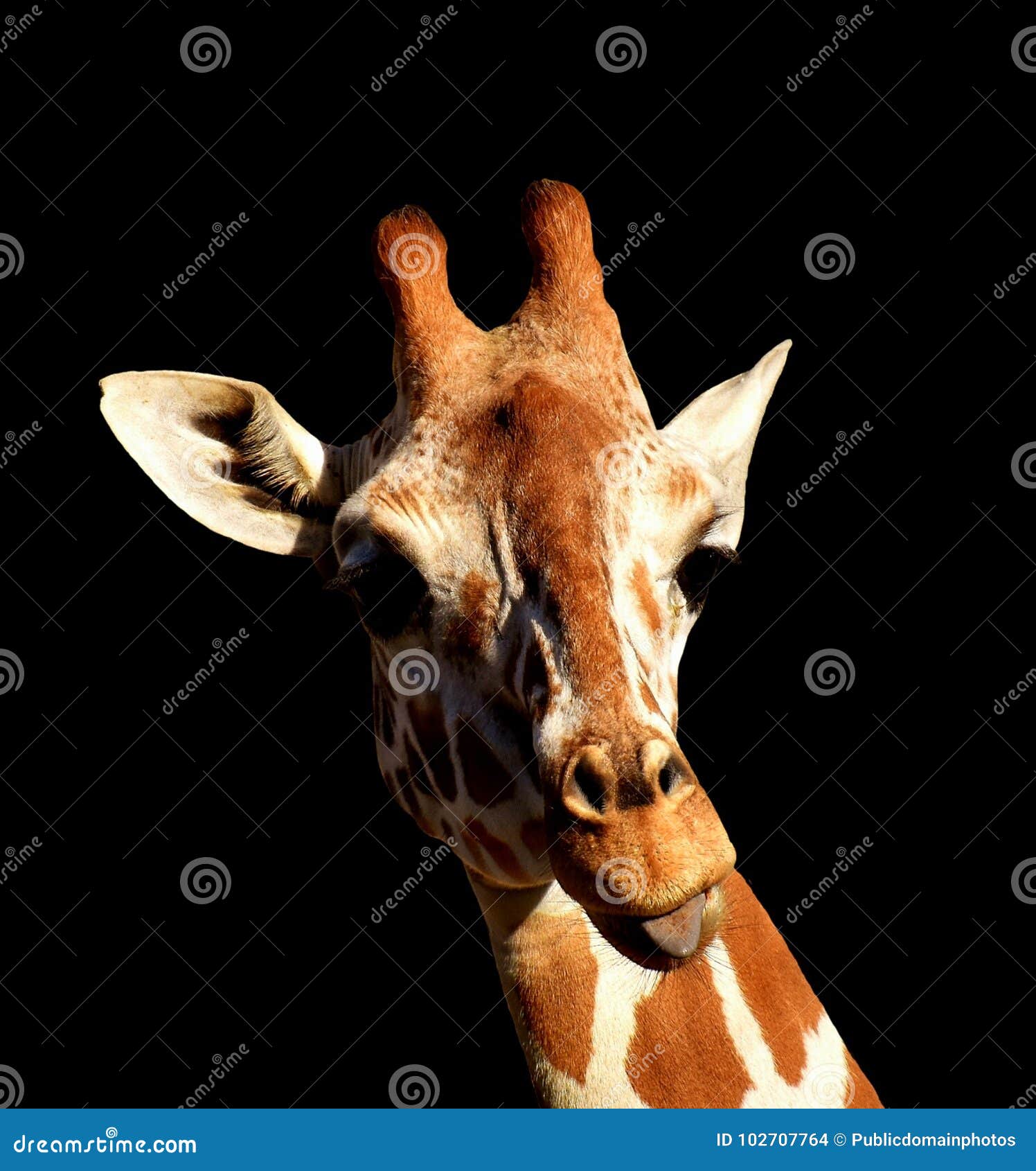 Giraf, Giraffidae, Zoogdier, Aards Dier Picture. Image: 102707764
