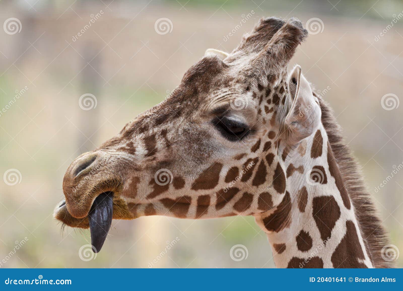 Giraf met uit tong stock afbeelding. Image of grappig - 20401641