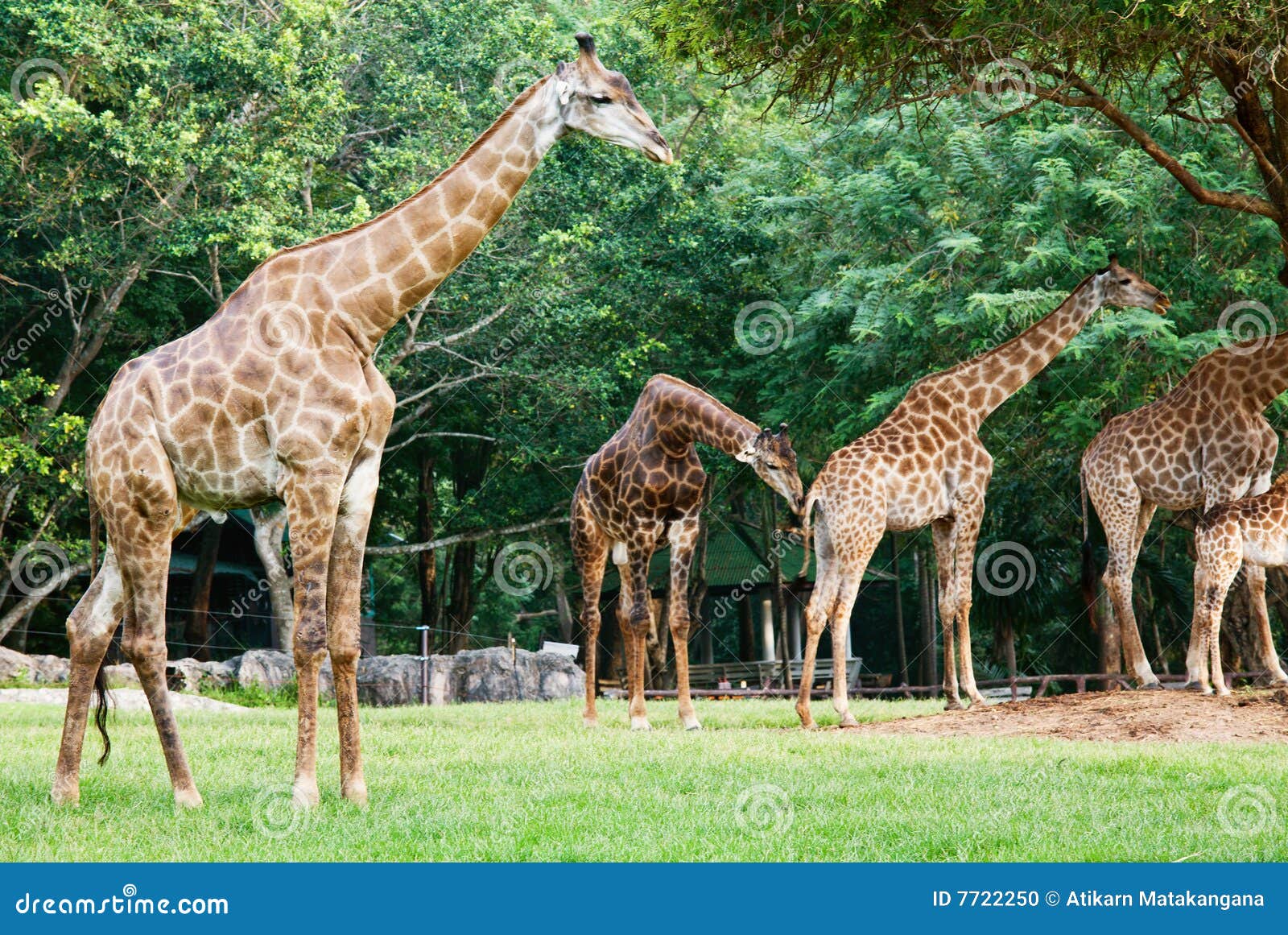 Giraf in the Zoo stock photo. Image of background, africa - 7722250