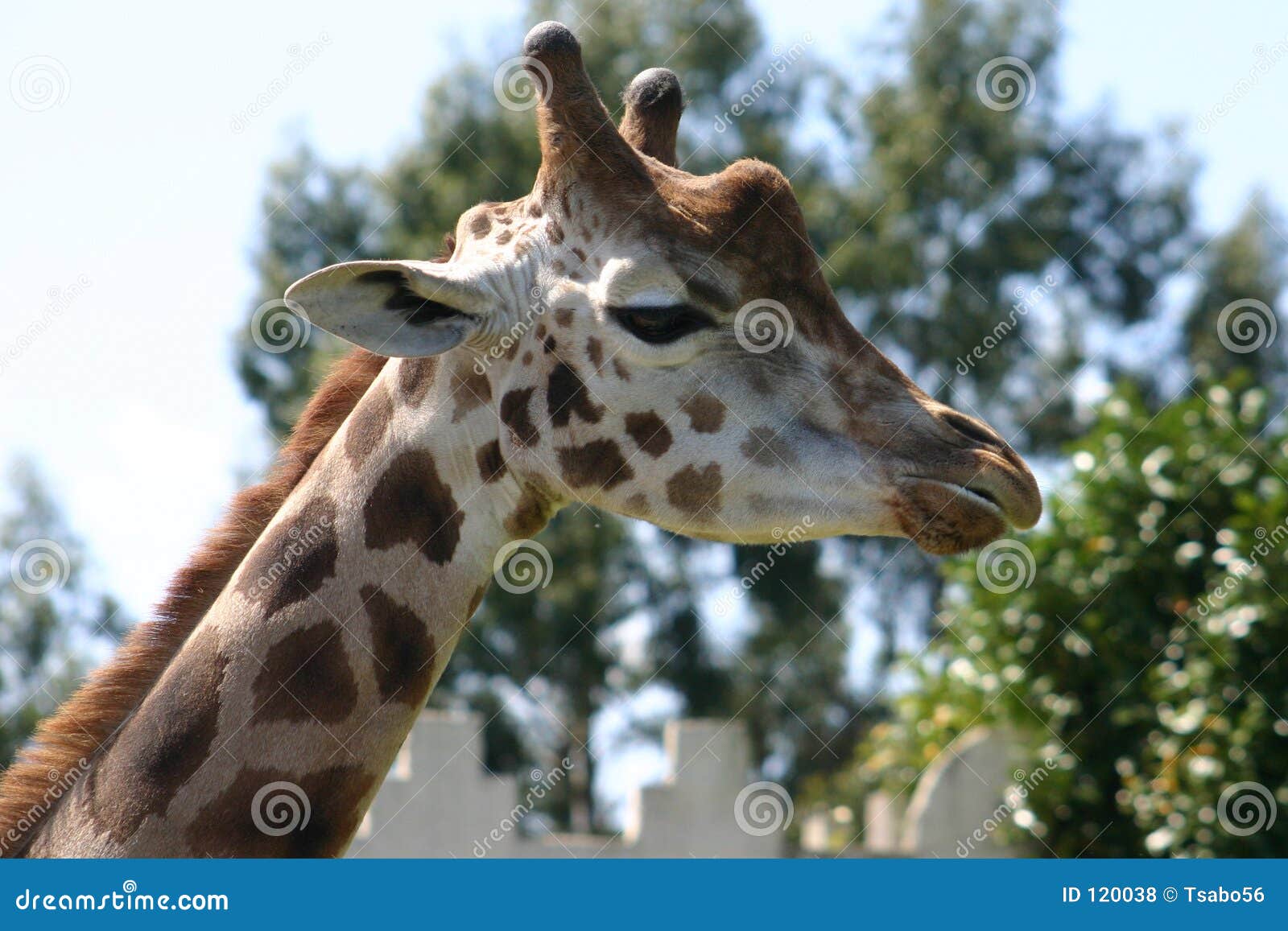 Girafa stock photo. Image of parc, baby, animals, girafa - 120038