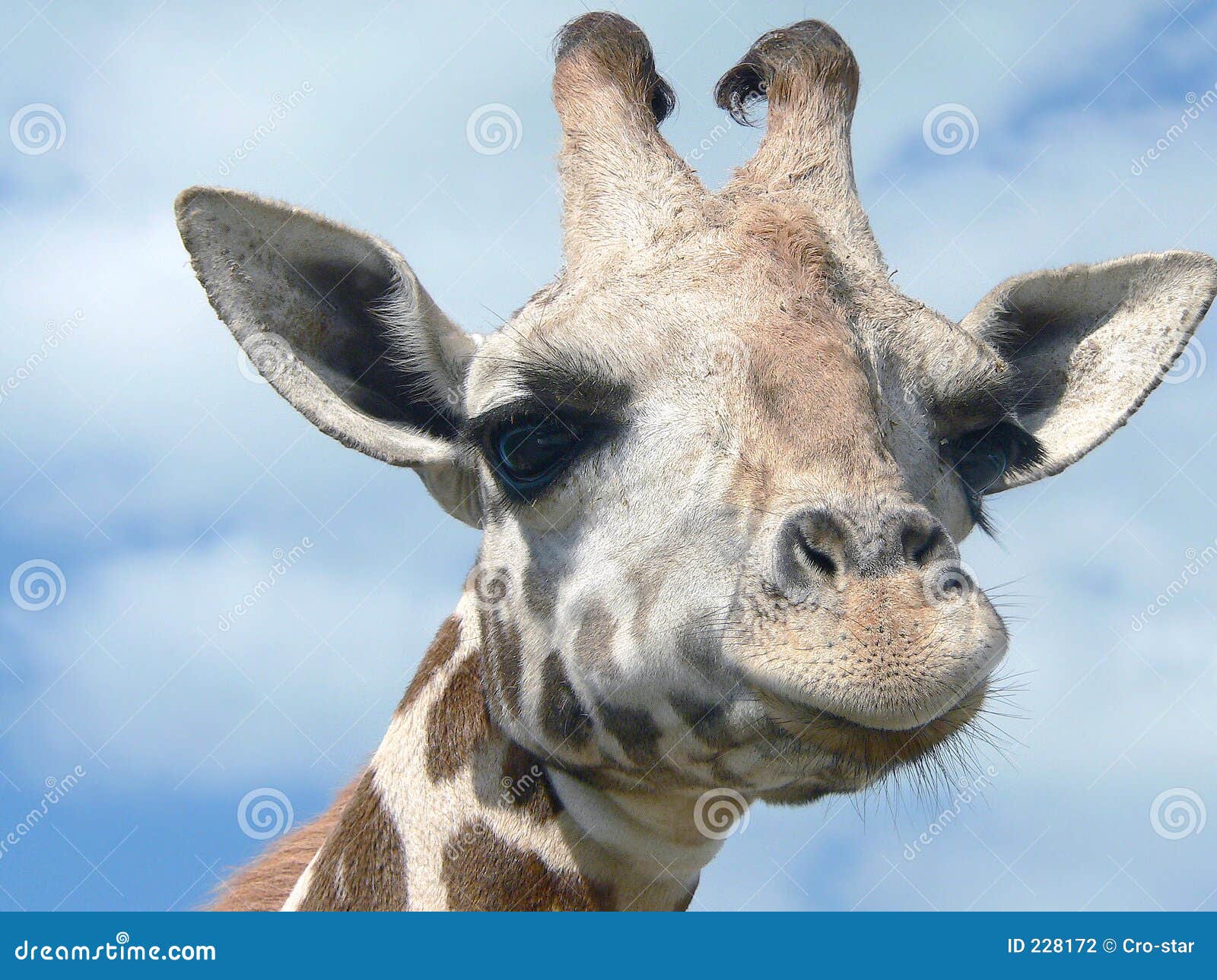 Girafe stock photo. Image of blue, mammals, girafe, wilde - 228172
