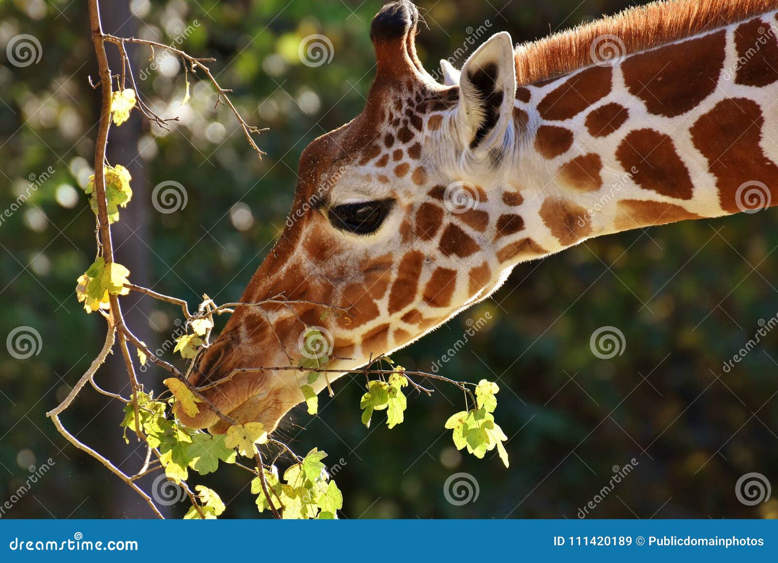 La Faune Animale Terrestre De La Faune De La Girafe Image. Image: 111420189