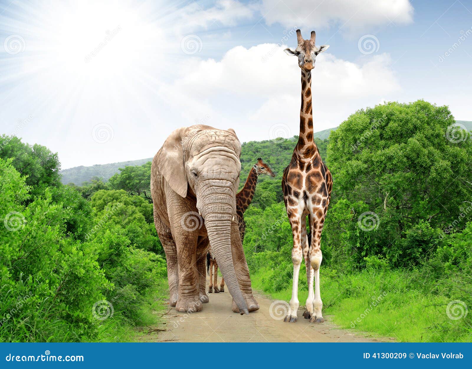 Girafe et éléphant image stock. Image du savanna, mâle - 41300209