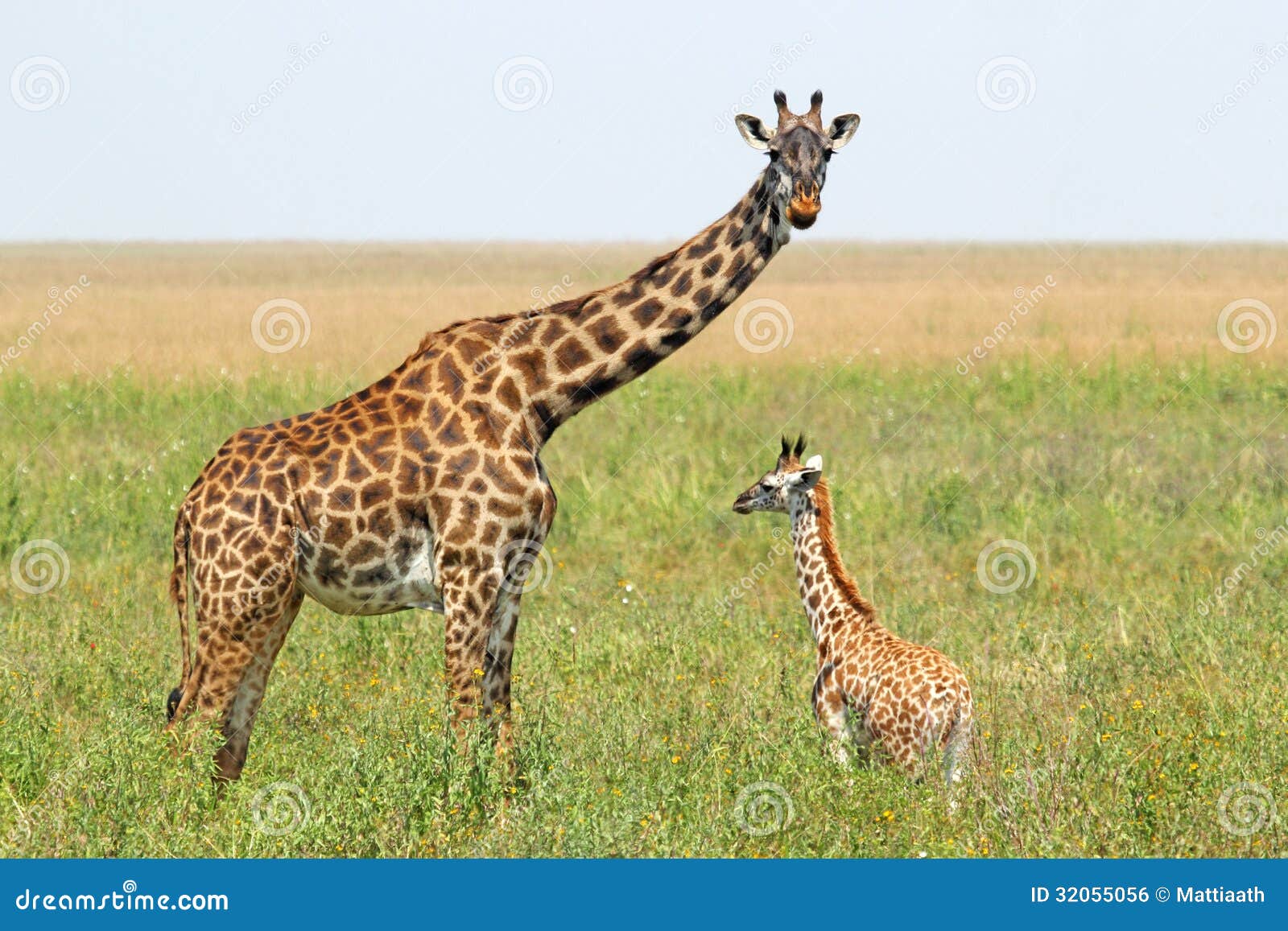 Girafe Et Mère De Bébé Image libre de droits - Image: 32055056