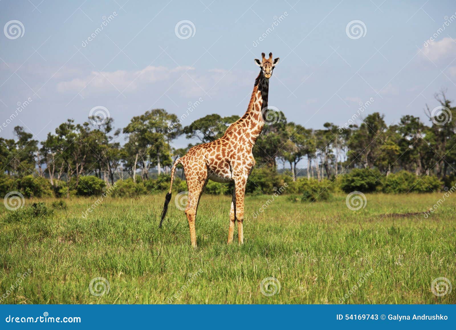 Girafe in grass stock image. Image of camelopardalis - 54169743