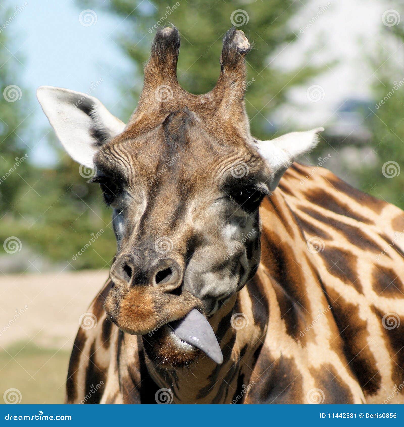 Girafe grimace stock illustration. Illustration of ears - 11442581