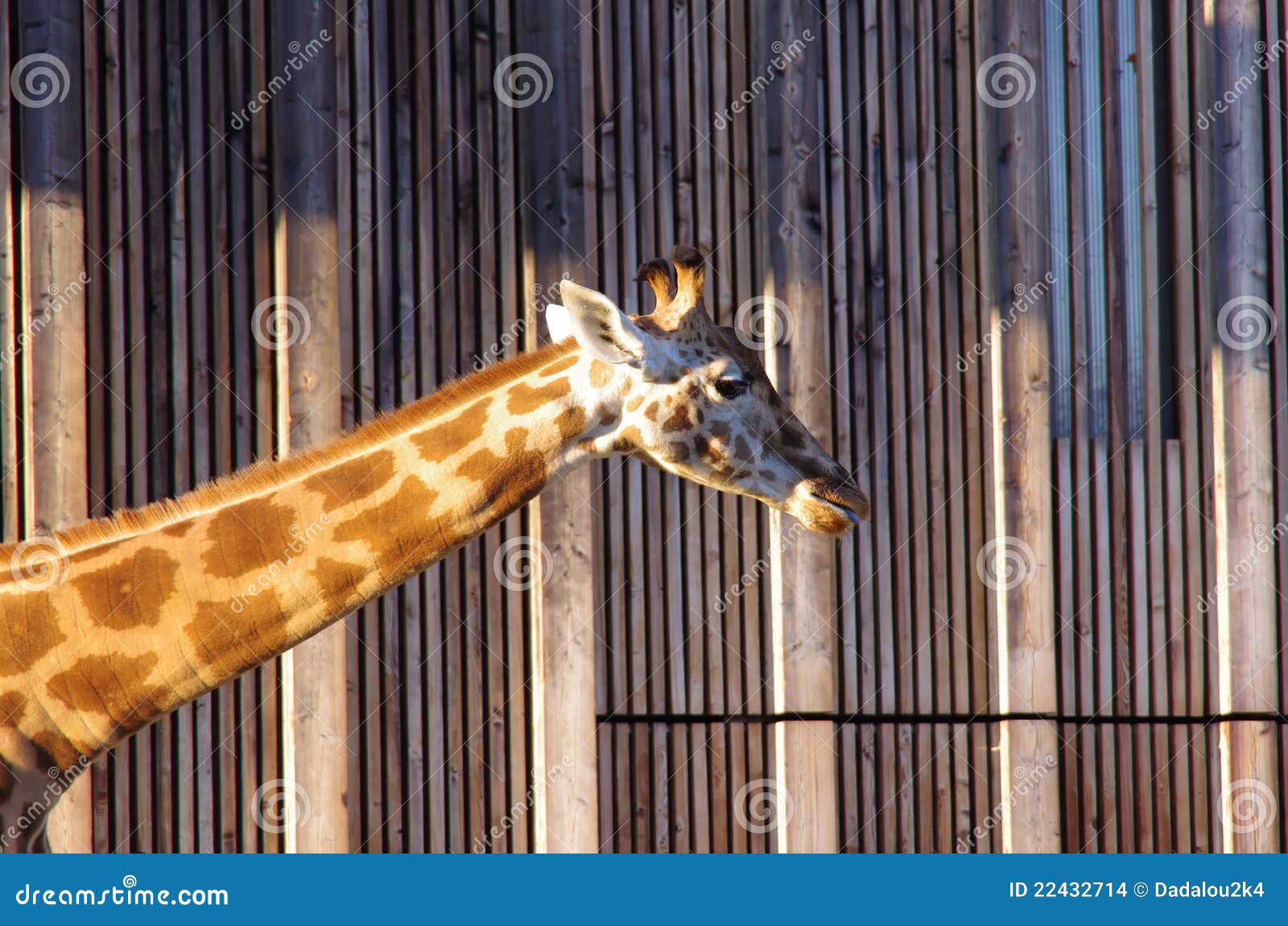 Girafe neck stock photo. Image of girafe, head, animal - 22432714