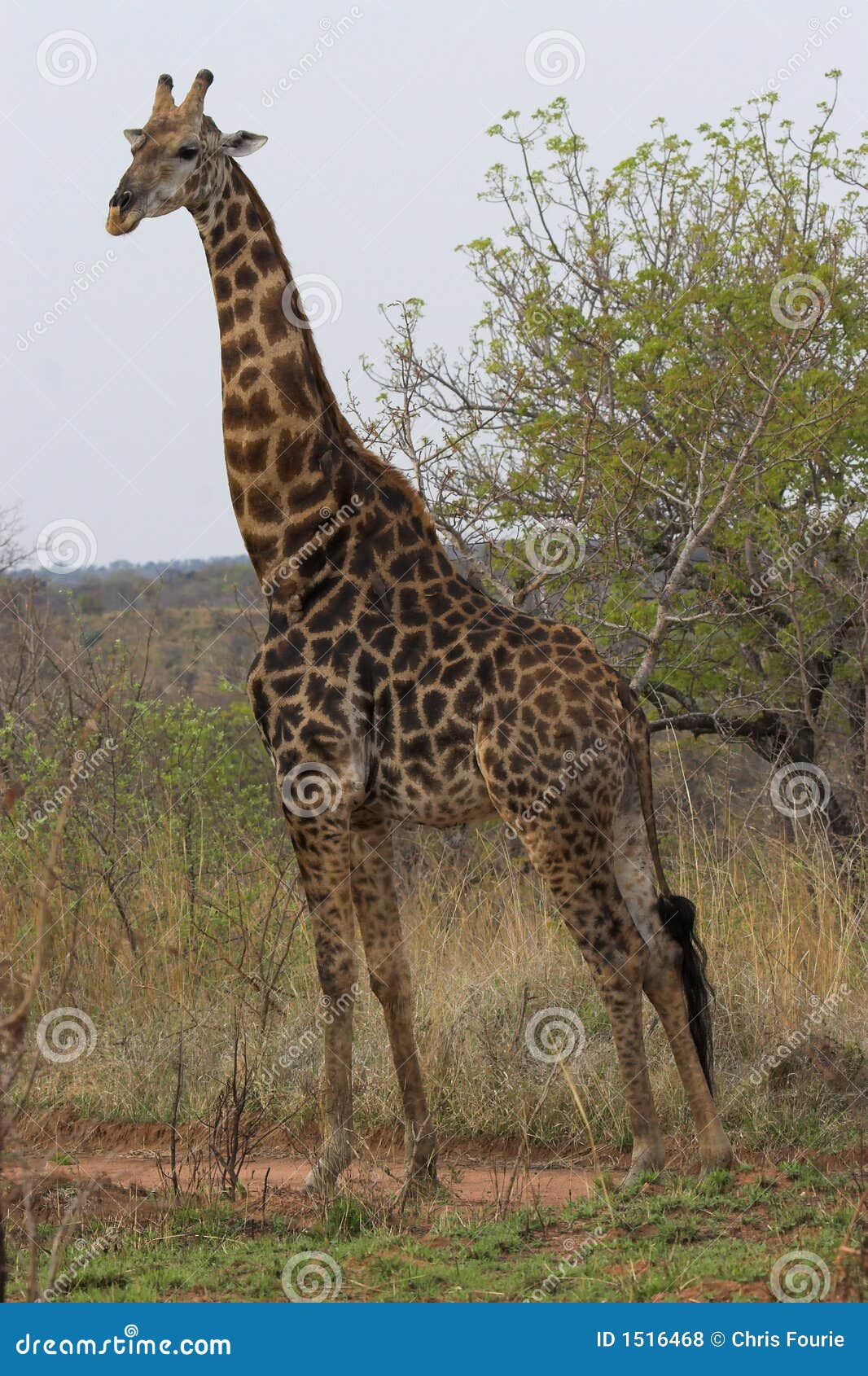 Giraff arkivfoto. Bild av safari, jakt, kruger, däggdjur - 1516468