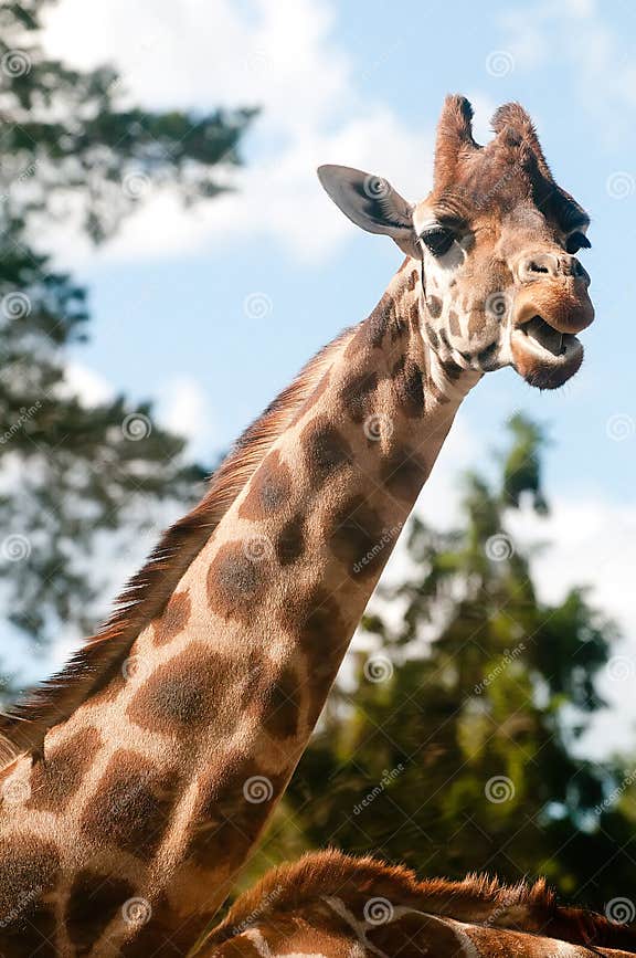Giraff stock image. Image of mammal, wild, head, nature - 15325171