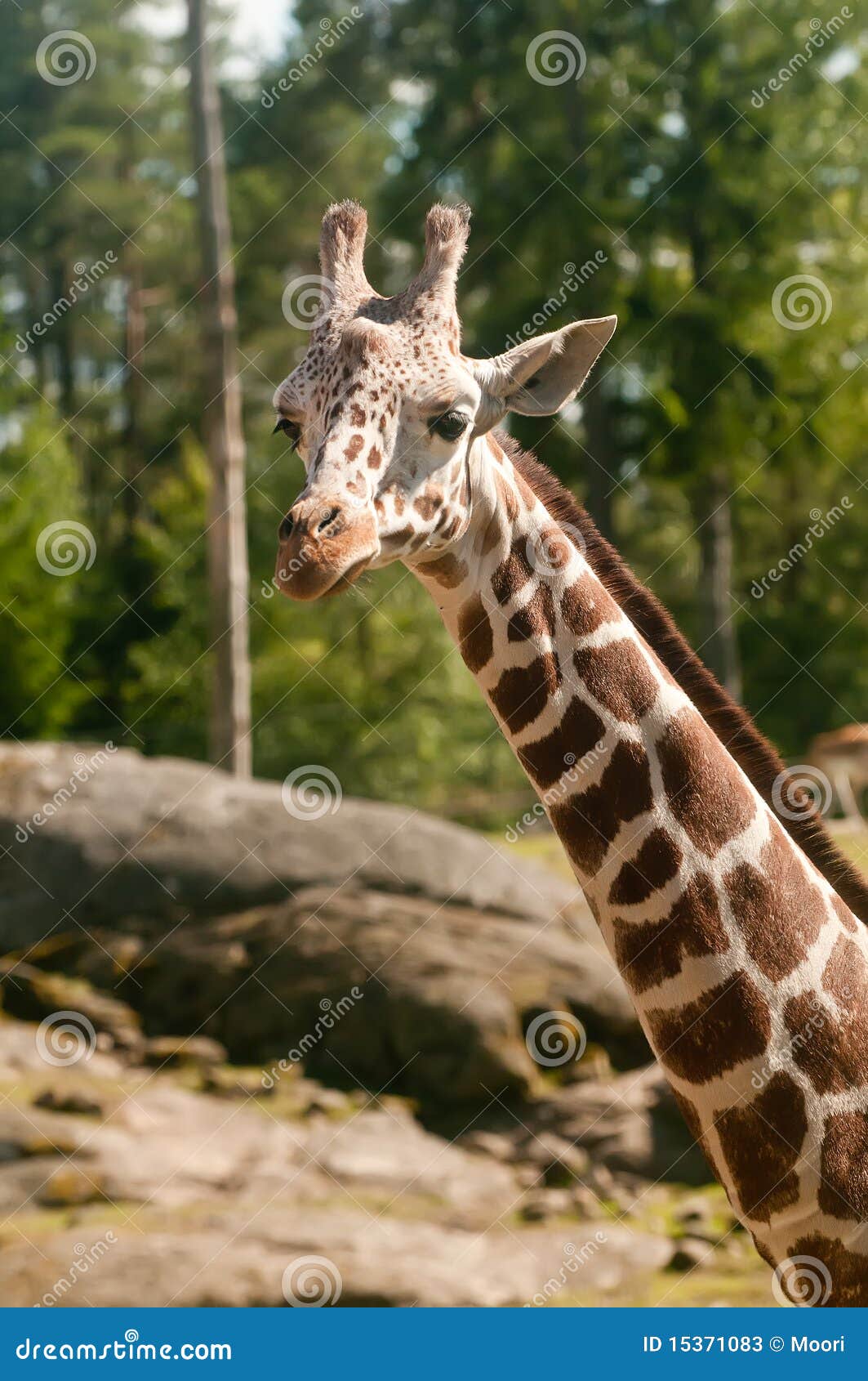 Giraff stock image. Image of giraffe, brown, wildlife - 15371083