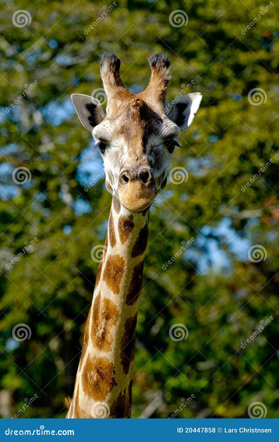 Giraff stock photo. Image of savanna, herbivore, long - 20447858