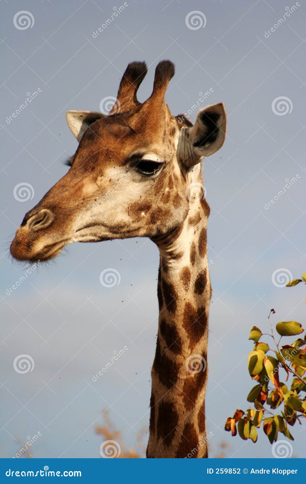 Giraff arkivfoto. Bild av gräs, högväxt, grön, vild, afrika - 259852