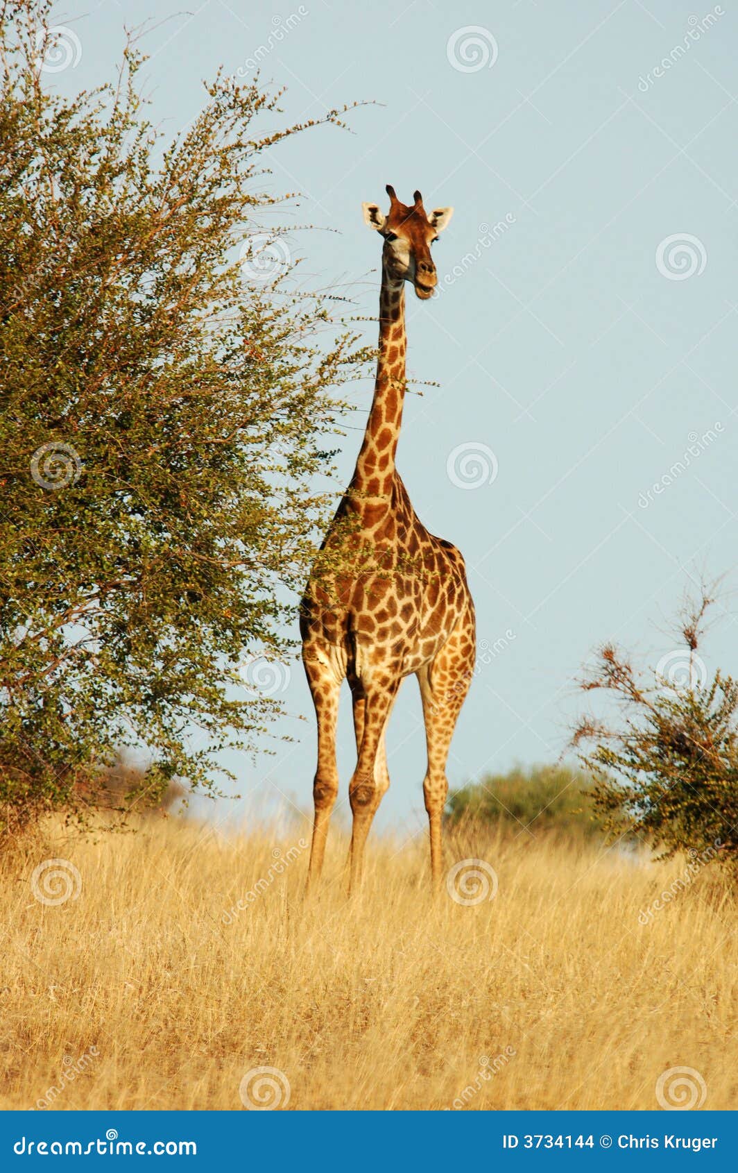 Giraff arkivfoto. Bild av afrika, försiktig, fläckar, hals - 3734144