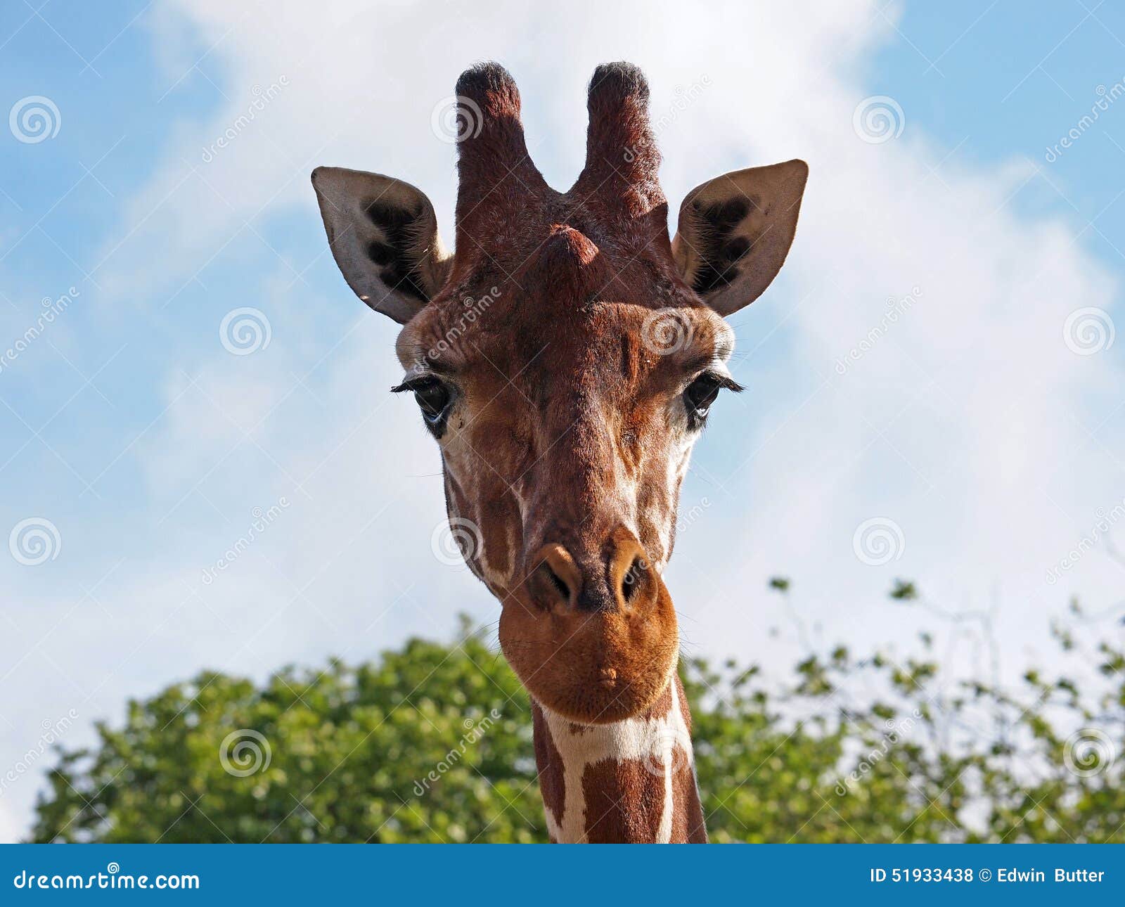 Giraff arkivfoto. Bild av djurliv, högväxt, parkera, södra - 51933438