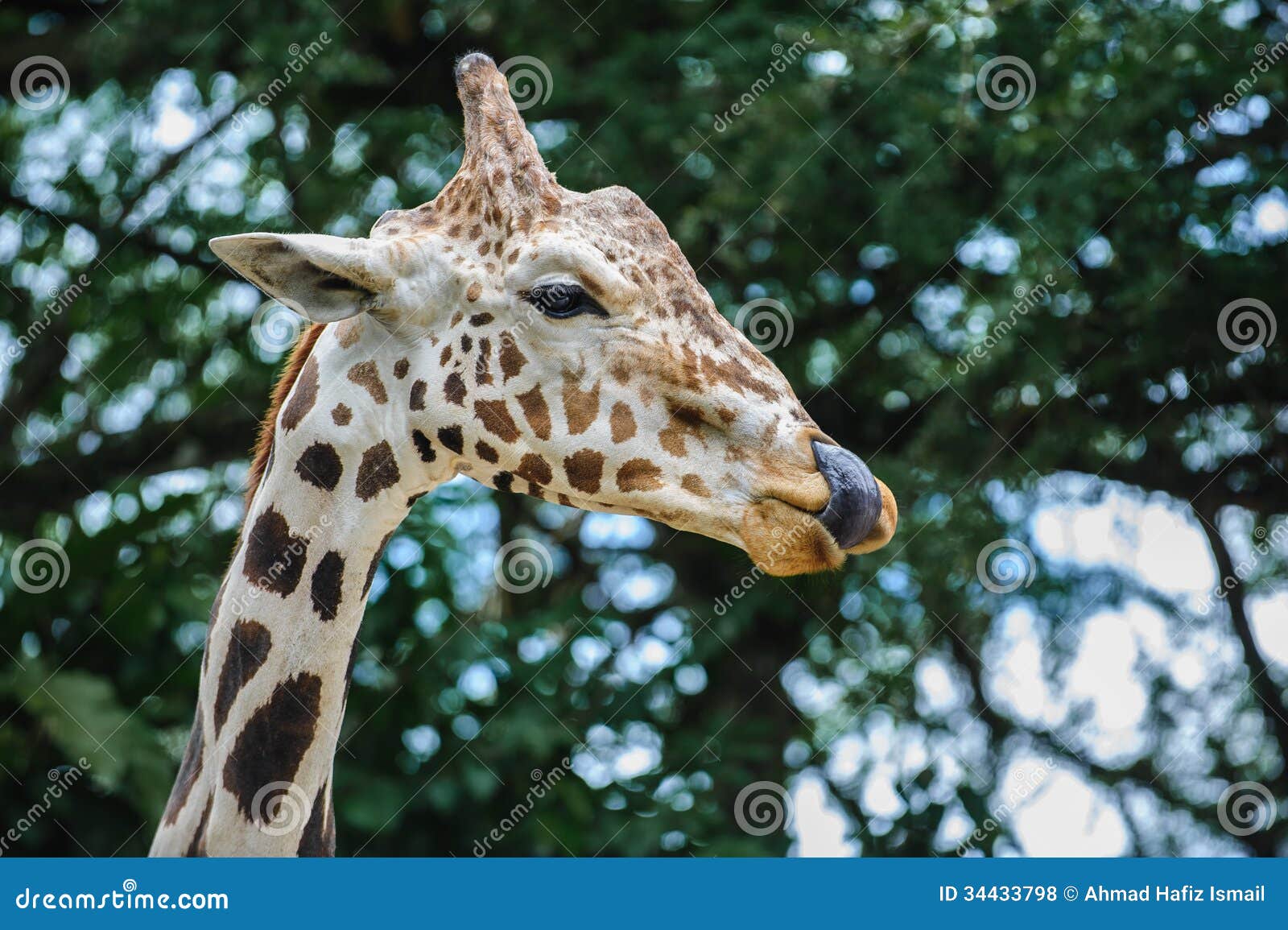 Giraffa camelopardalis stock photo. Image of face, camouflage - 34433798