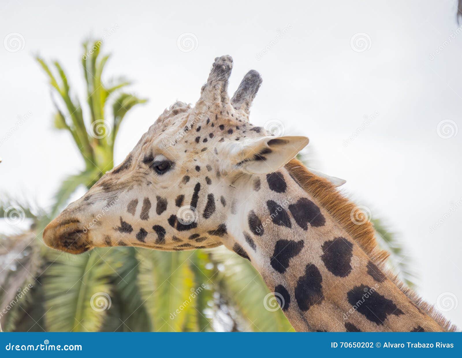 Giraffa - Giraffe Griff Stock Photography | CartoonDealer.com #64973720