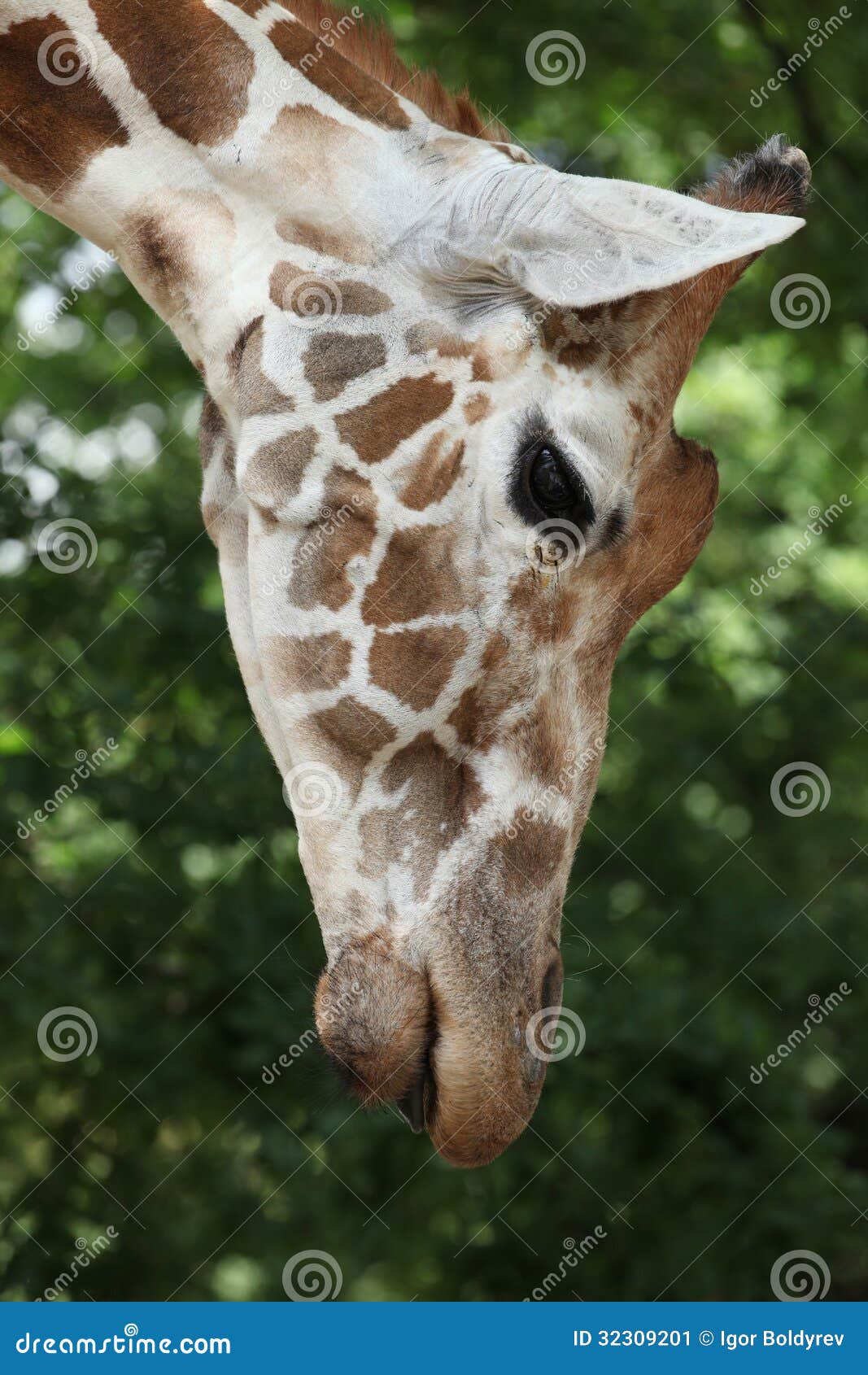 Giraffa camelopardalis stock image. Image of nature, camelopardalis ...