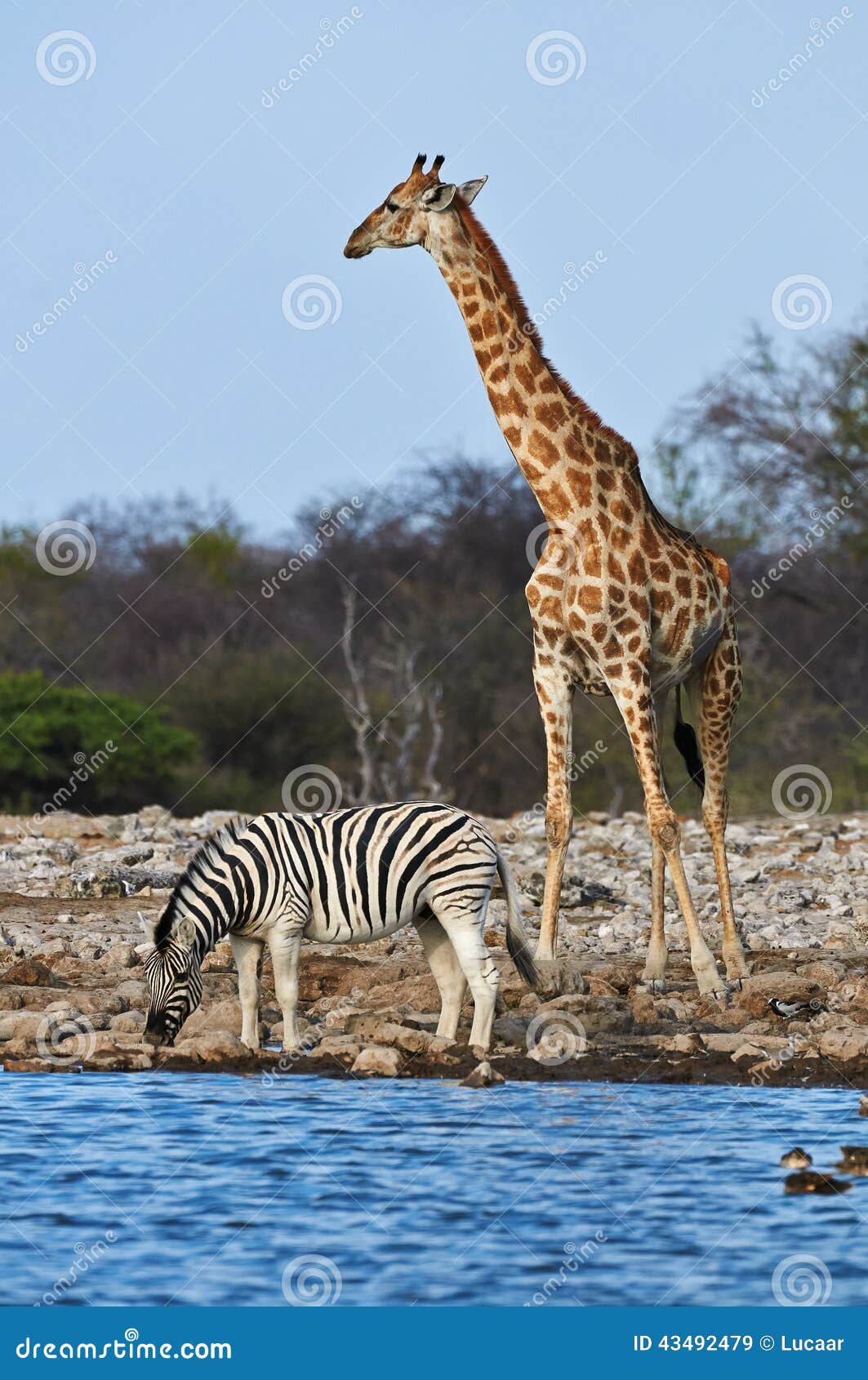 Giraffa e zebra immagine stock. Immagine di bere, natura - 43492479