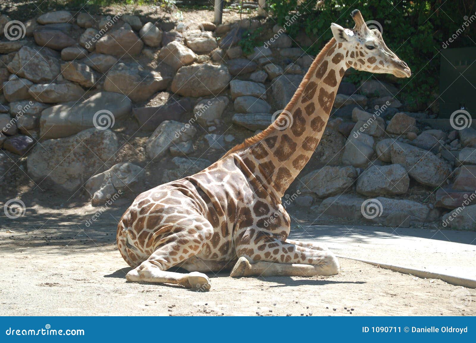 Giraffe stock image. Image of skinny, spots, wild, explore - 1090711
