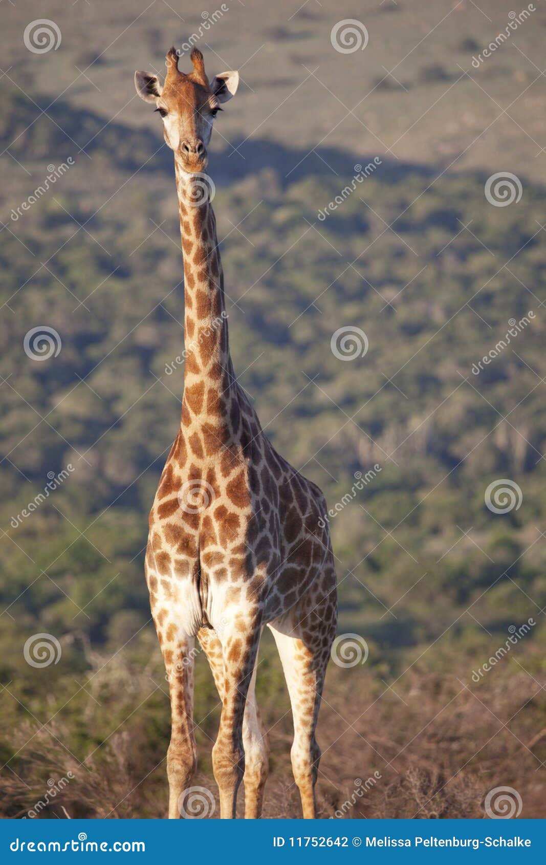 Giraffe stock photo. Image of long, giraf, creature, africa - 11752642