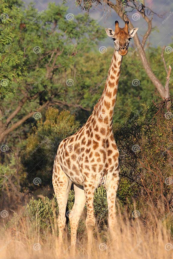 Giraffe stock photo. Image of looking, giraffe, ears - 12684542