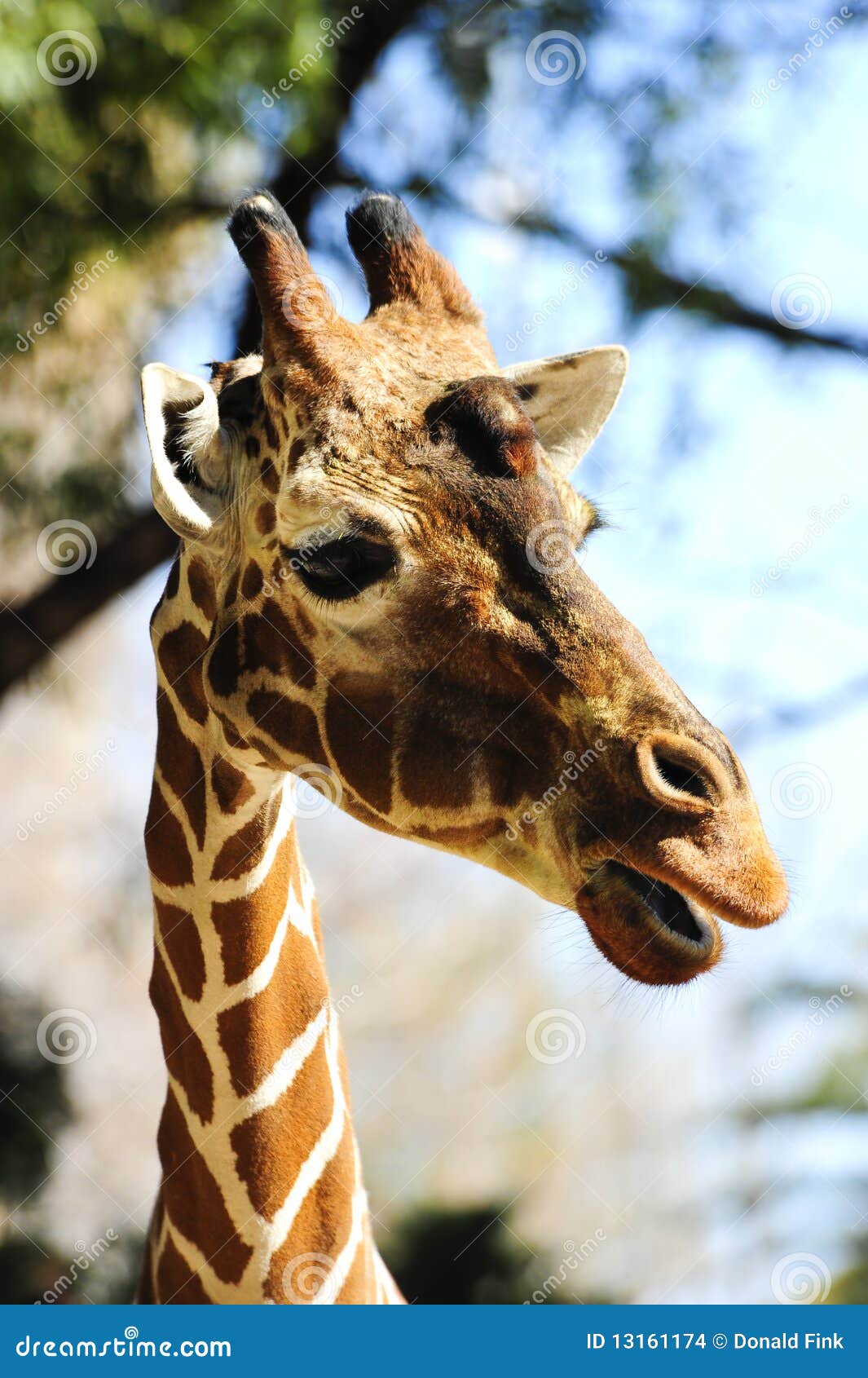 Giraffe stock photo. Image of ears, spots, horns, head - 13161174