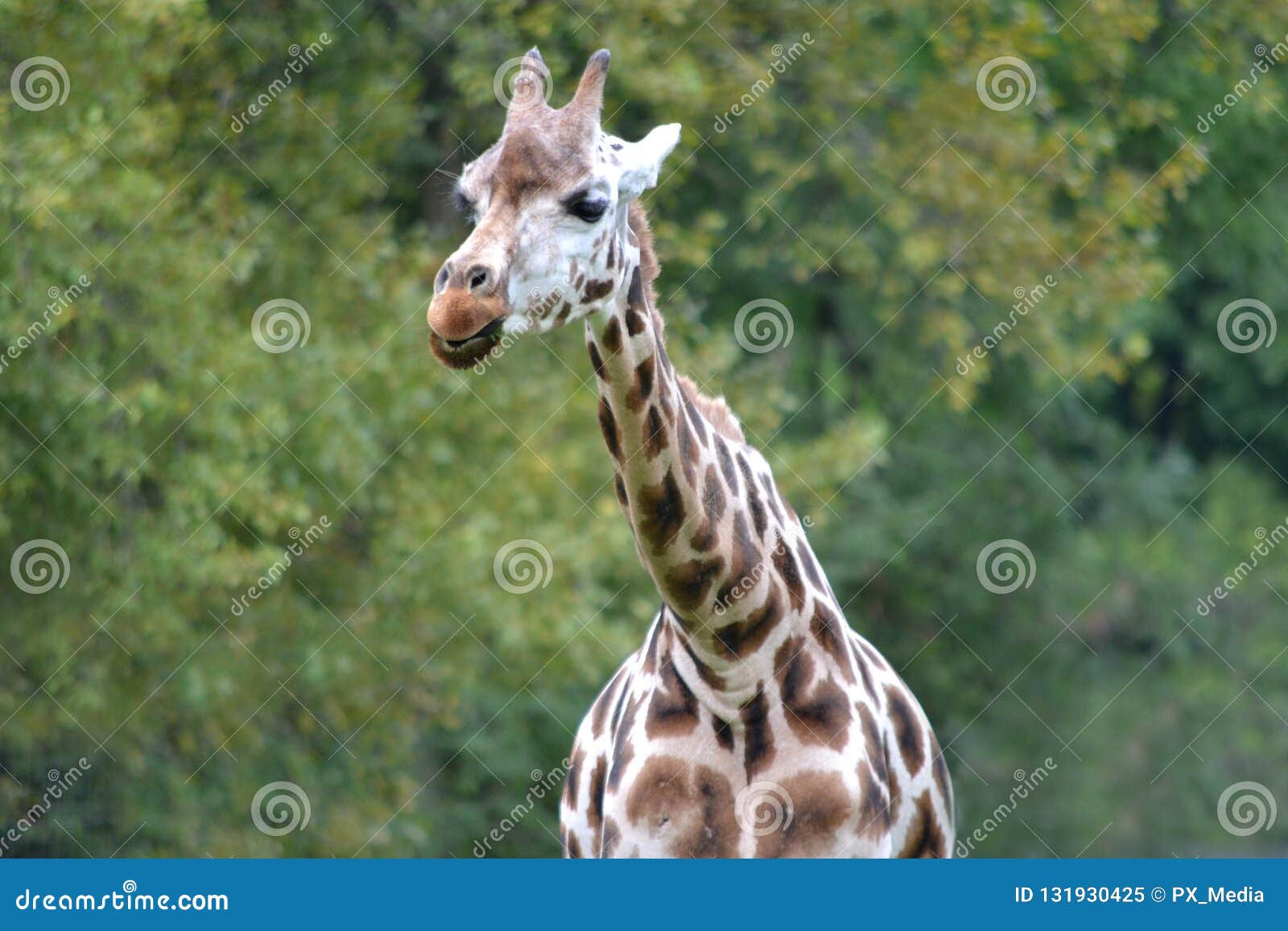 Giraffe, Trees in Background Stock Image - Image of animal, giraffe ...