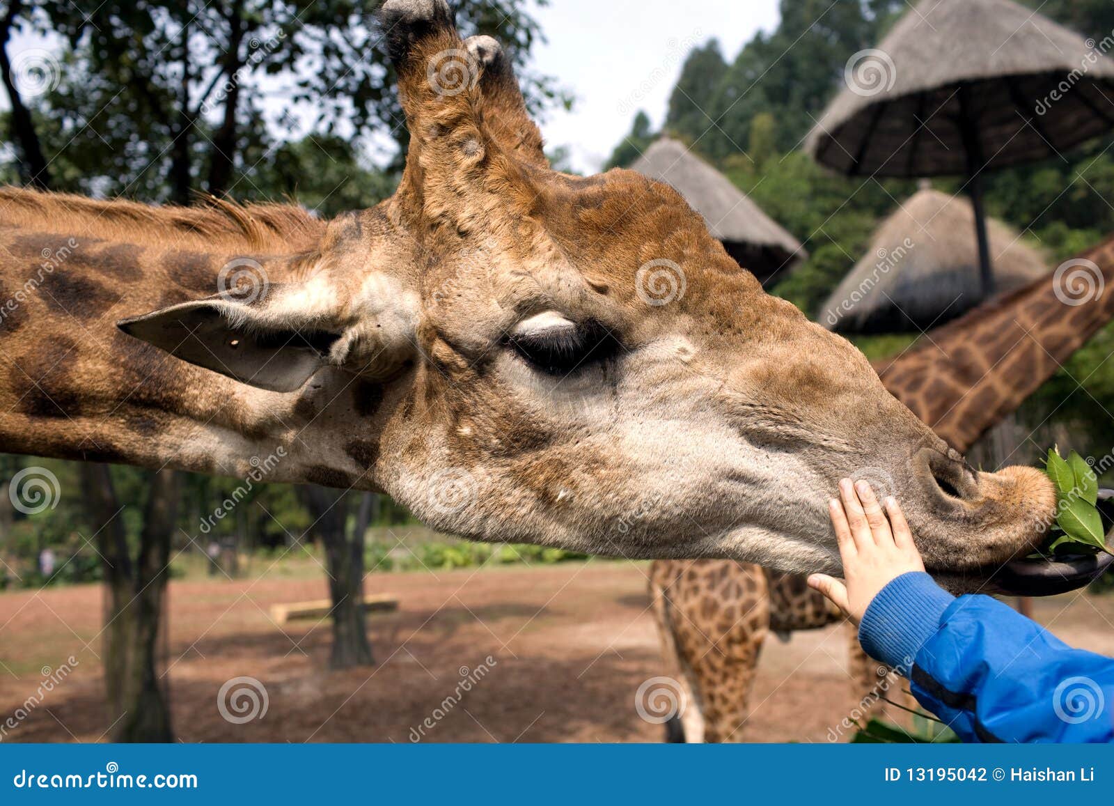 Giraffe stock photo. Image of sunshine, chinese, giraffes - 13195042