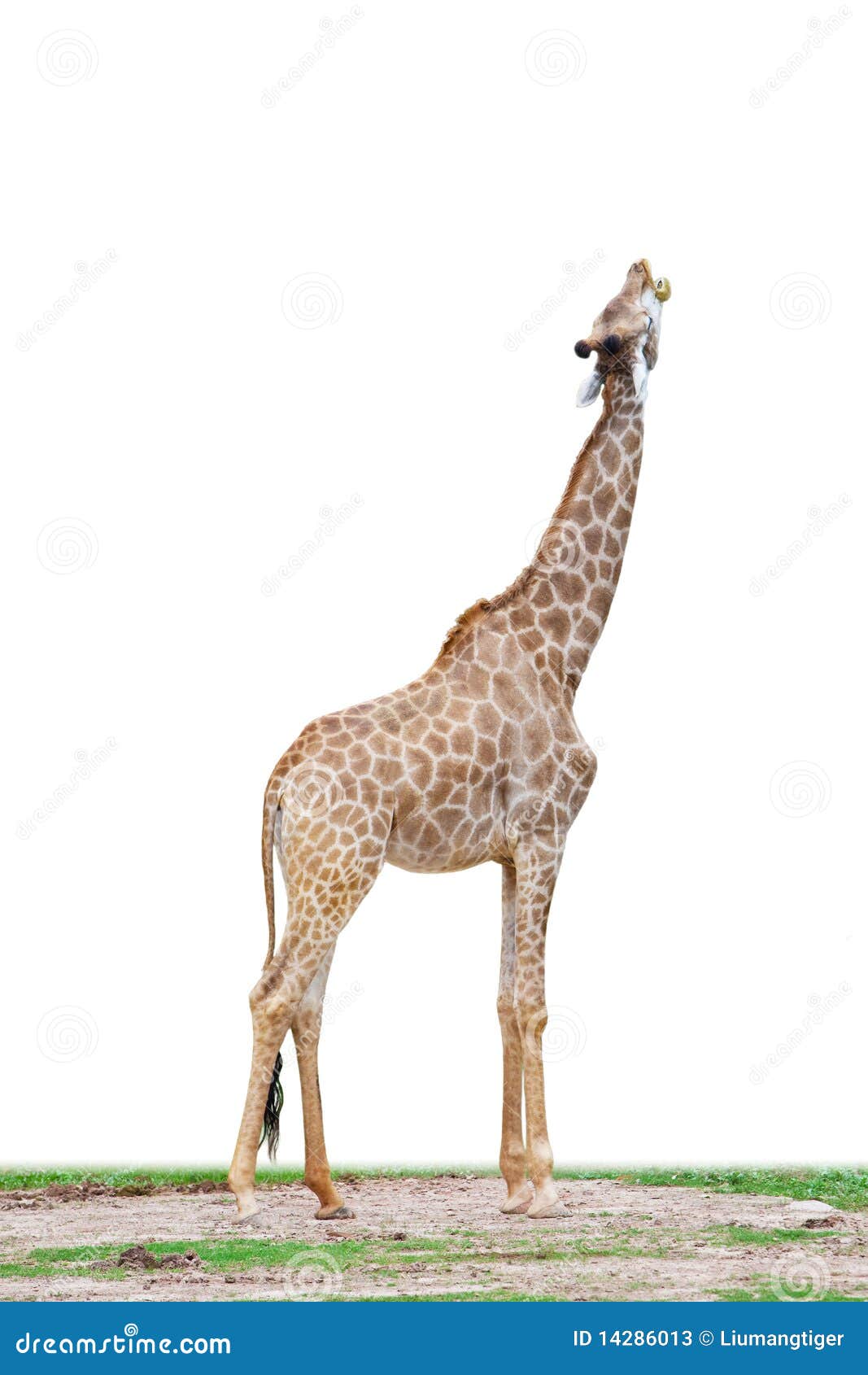 Giraffe stock image. Image of african, animals, africa - 14286013