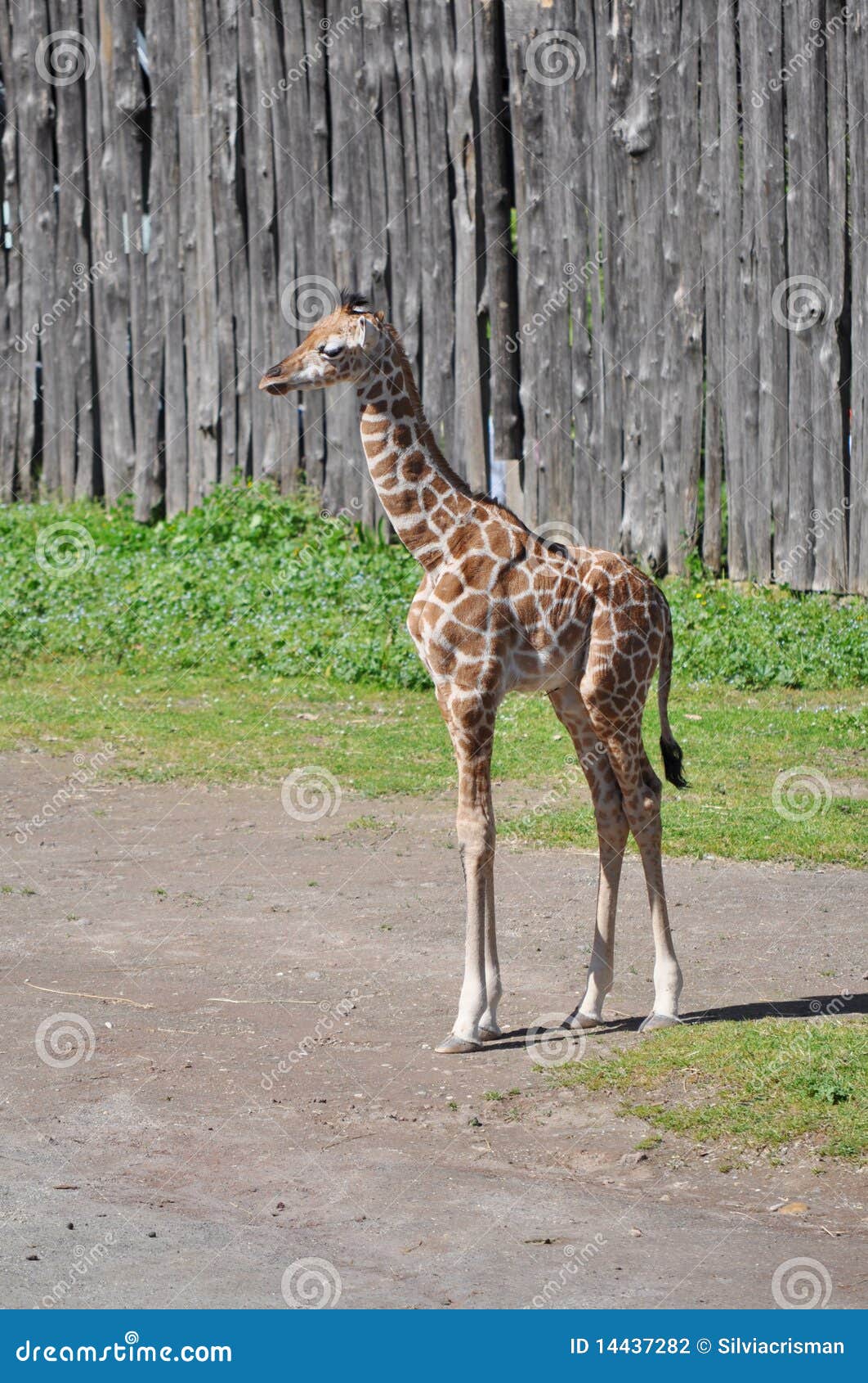 Giraffe stock photo. Image of african, brown, class, animal - 14437282
