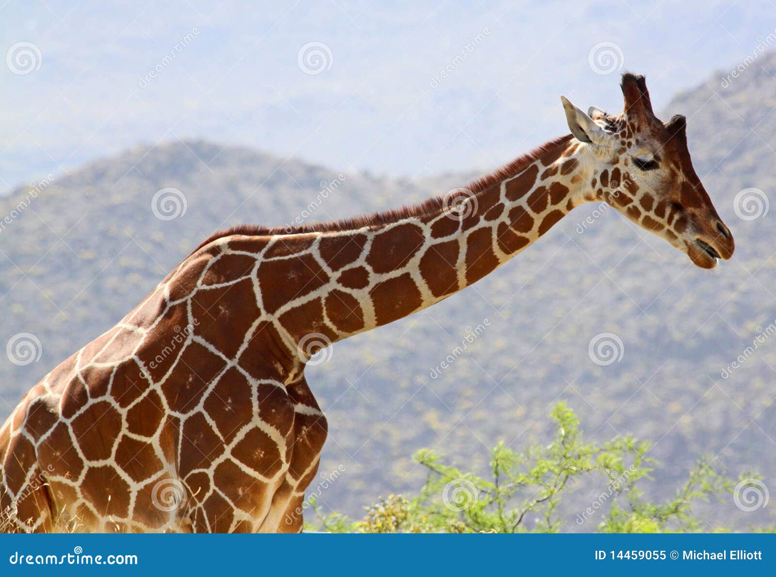 Giraffe stock image. Image of face, nostrils, long, mouth - 14459055