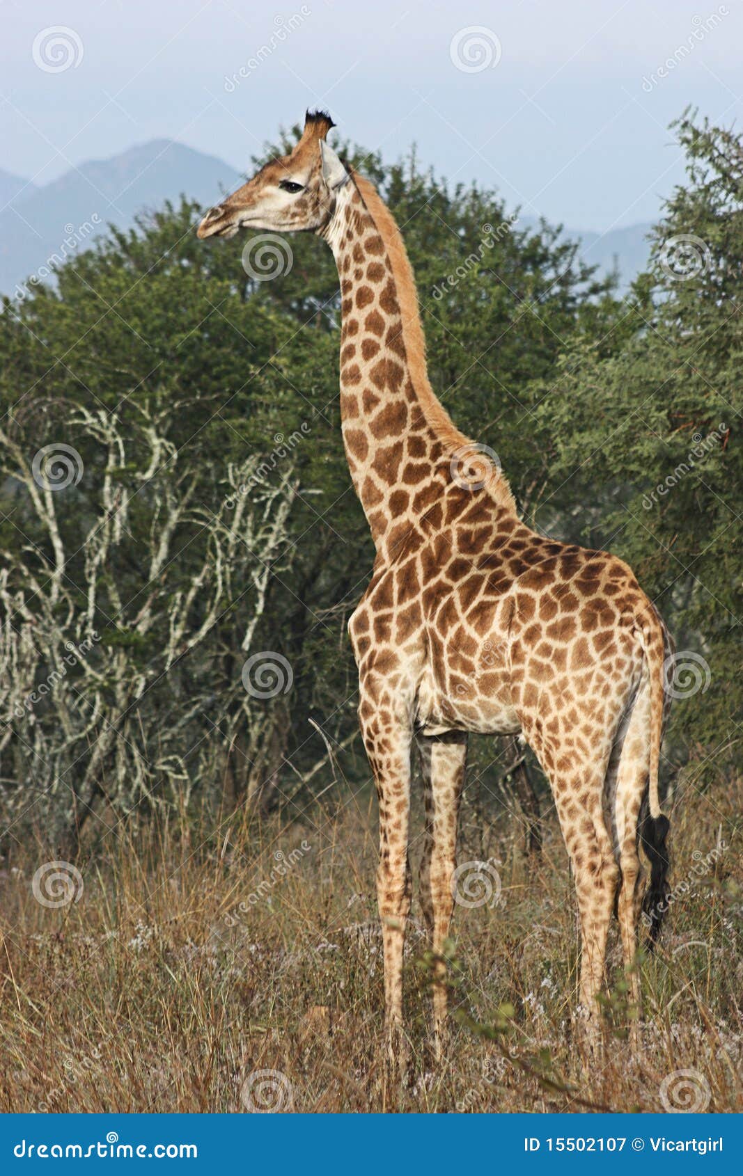 Giraffe stock image. Image of stand, wildlife, mammal - 15502107