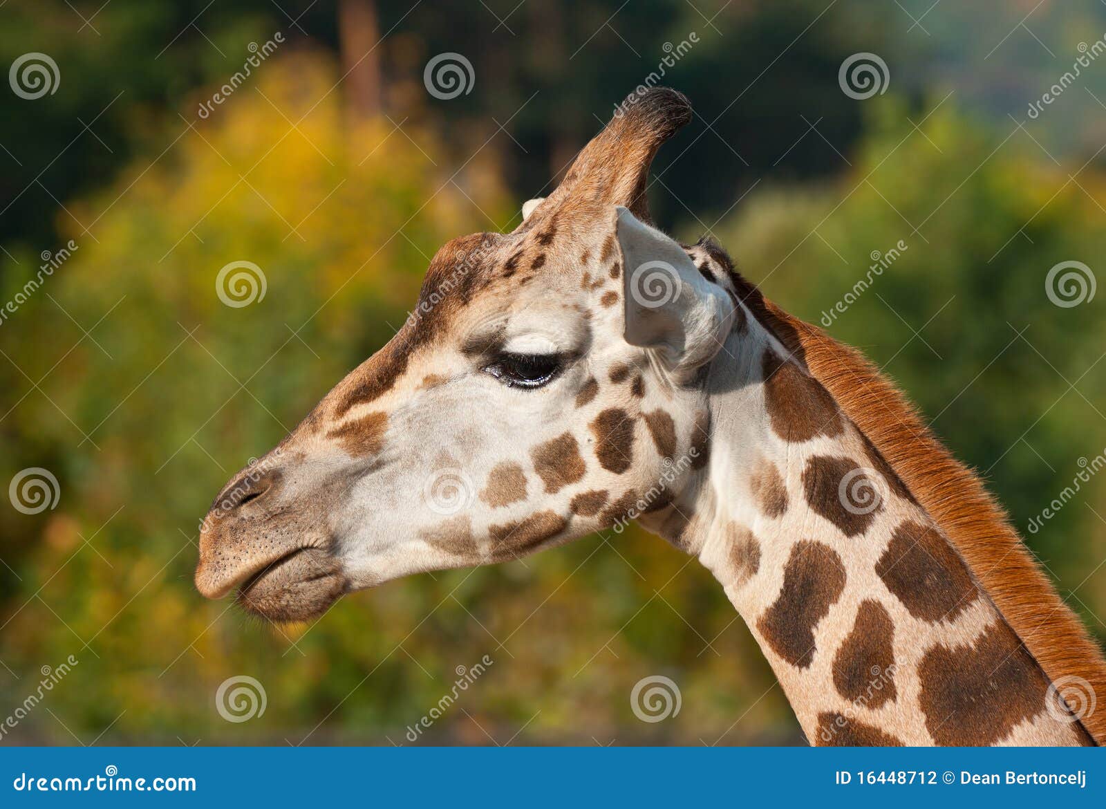 Giraffe stock photo. Image of portrait, outdoor, africa - 16448712