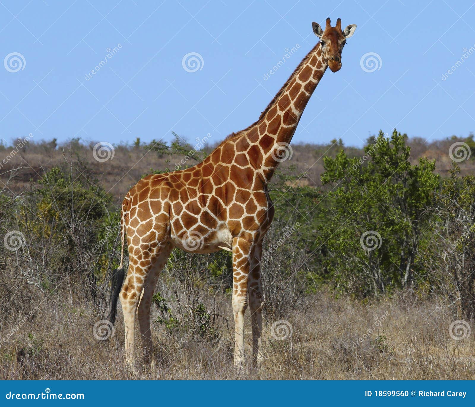 Giraffe stock photo. Image of ecosystem, endangered, tourism - 18599560